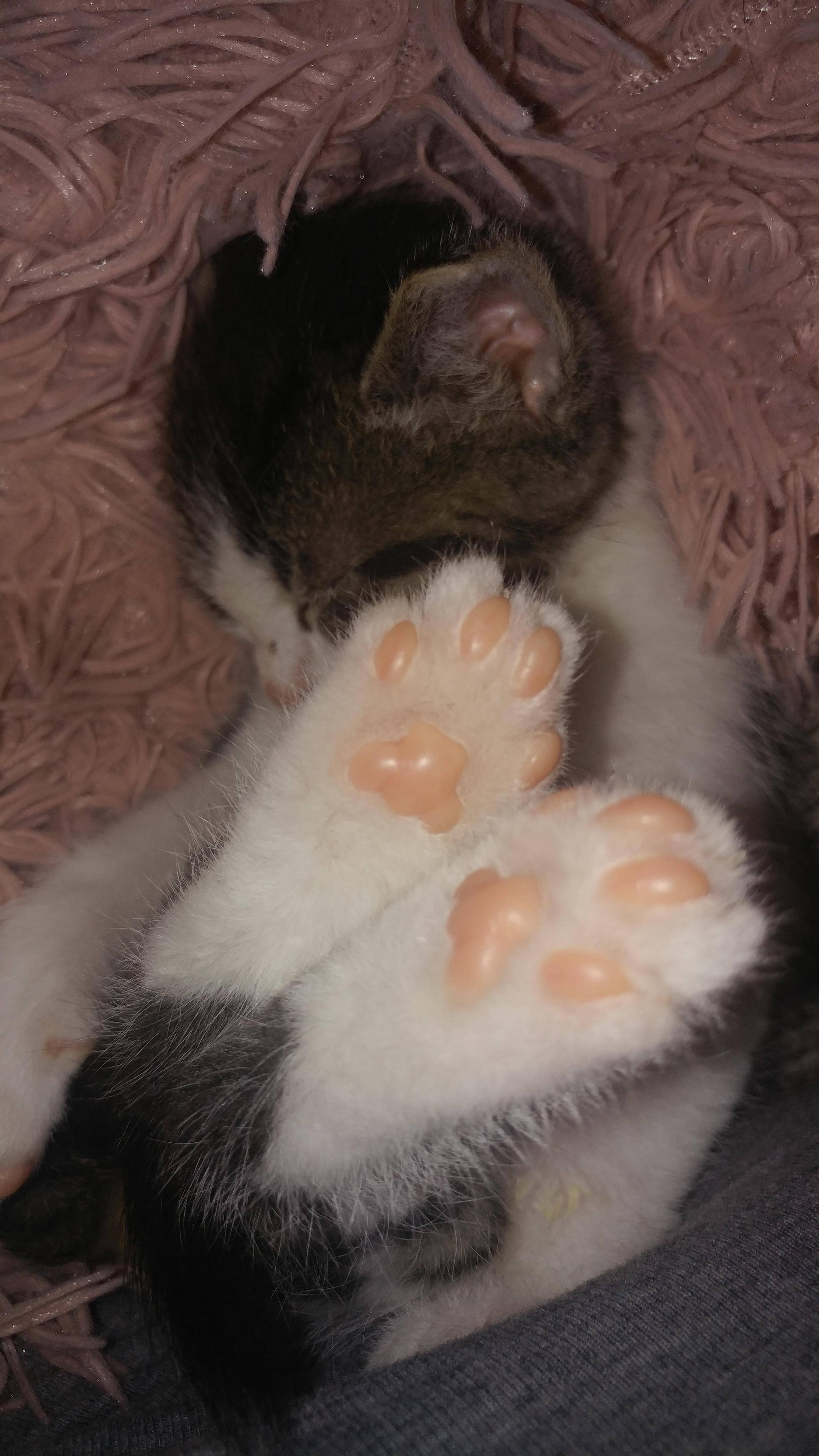 Can we talk about these tiny beans? | Scrolller