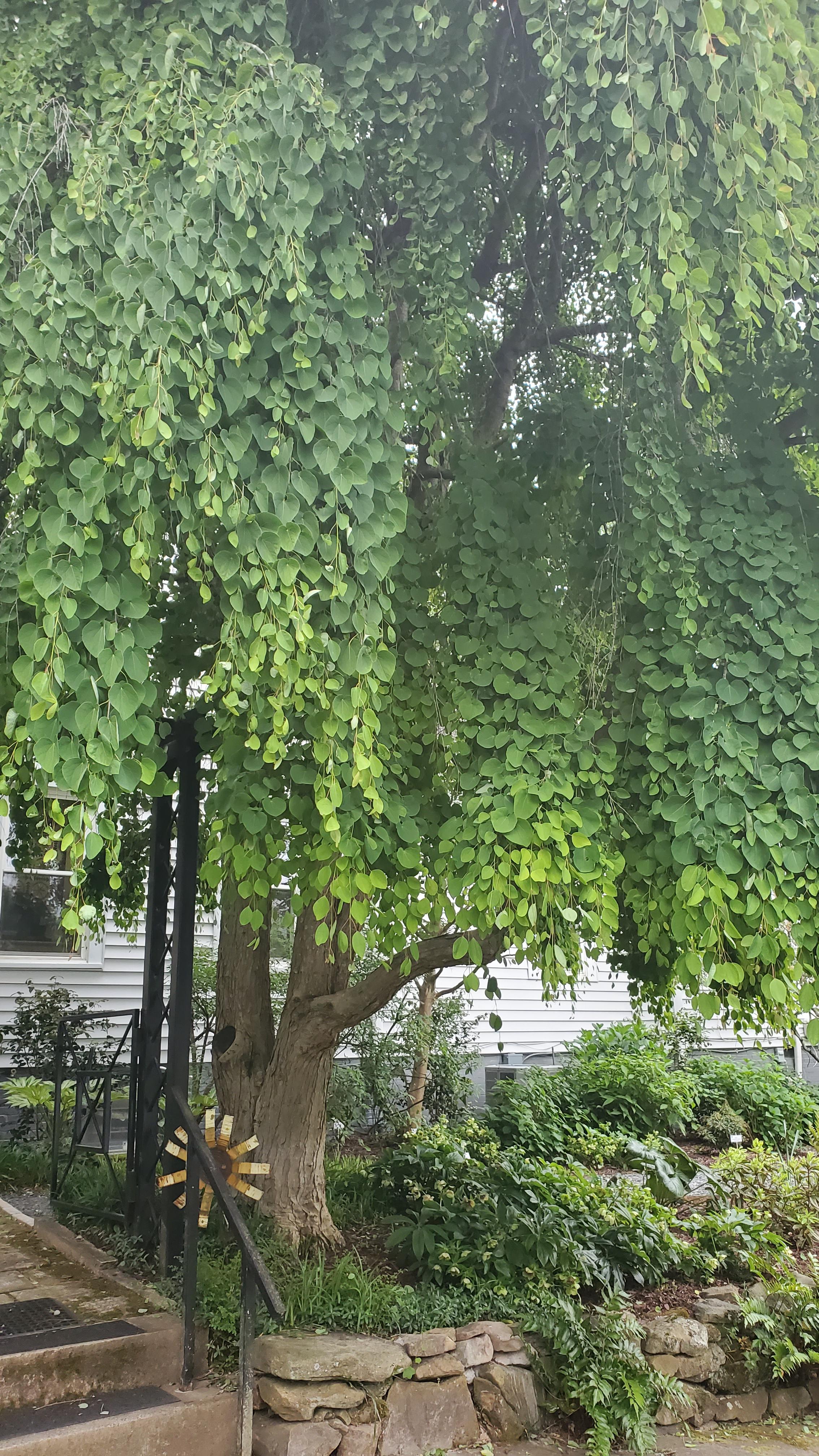 Can you help me identify this beautiful weeping tree? SE North America | Scrolller