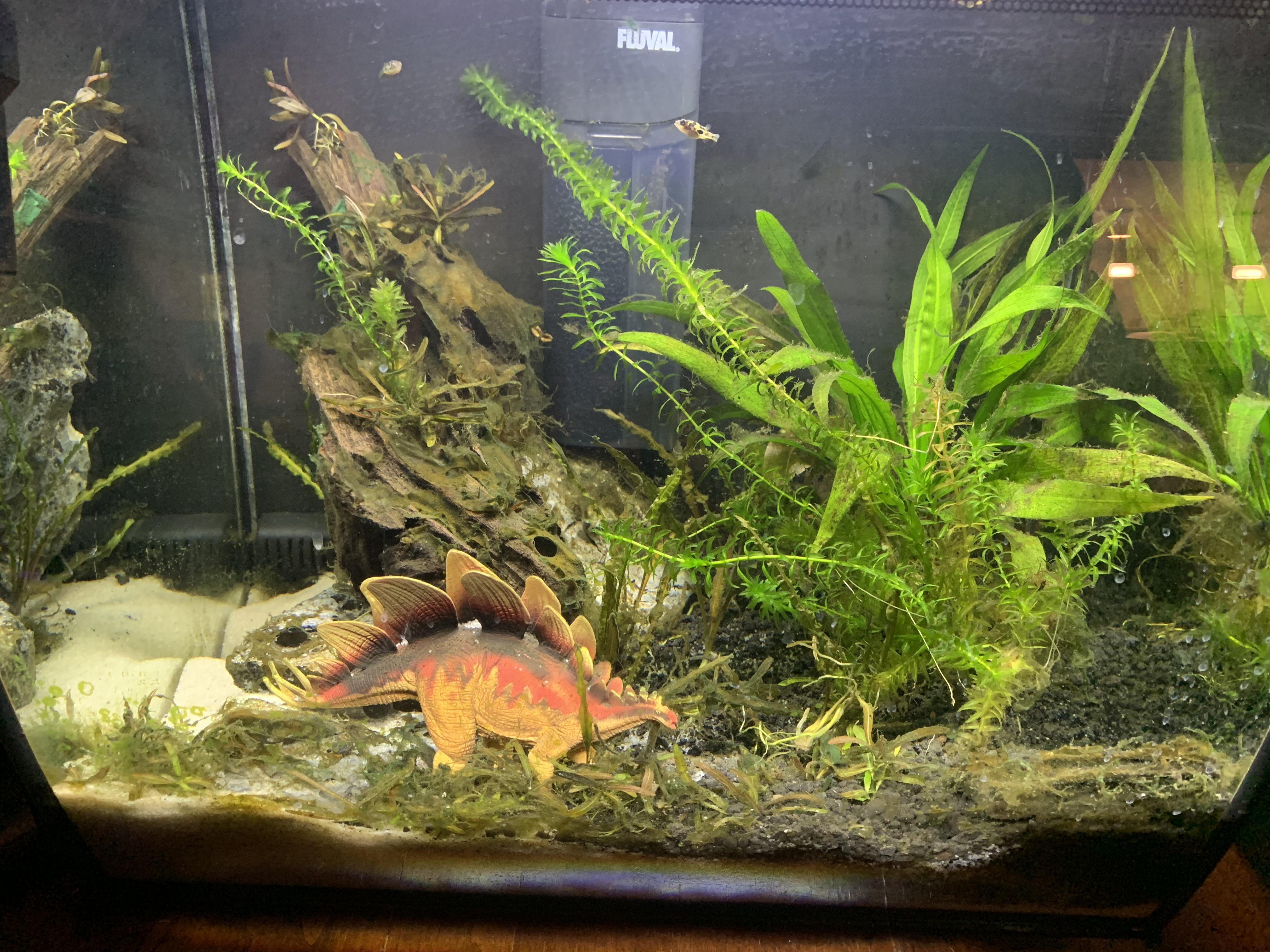 Can you spot the dwarf puffers?! | Scrolller