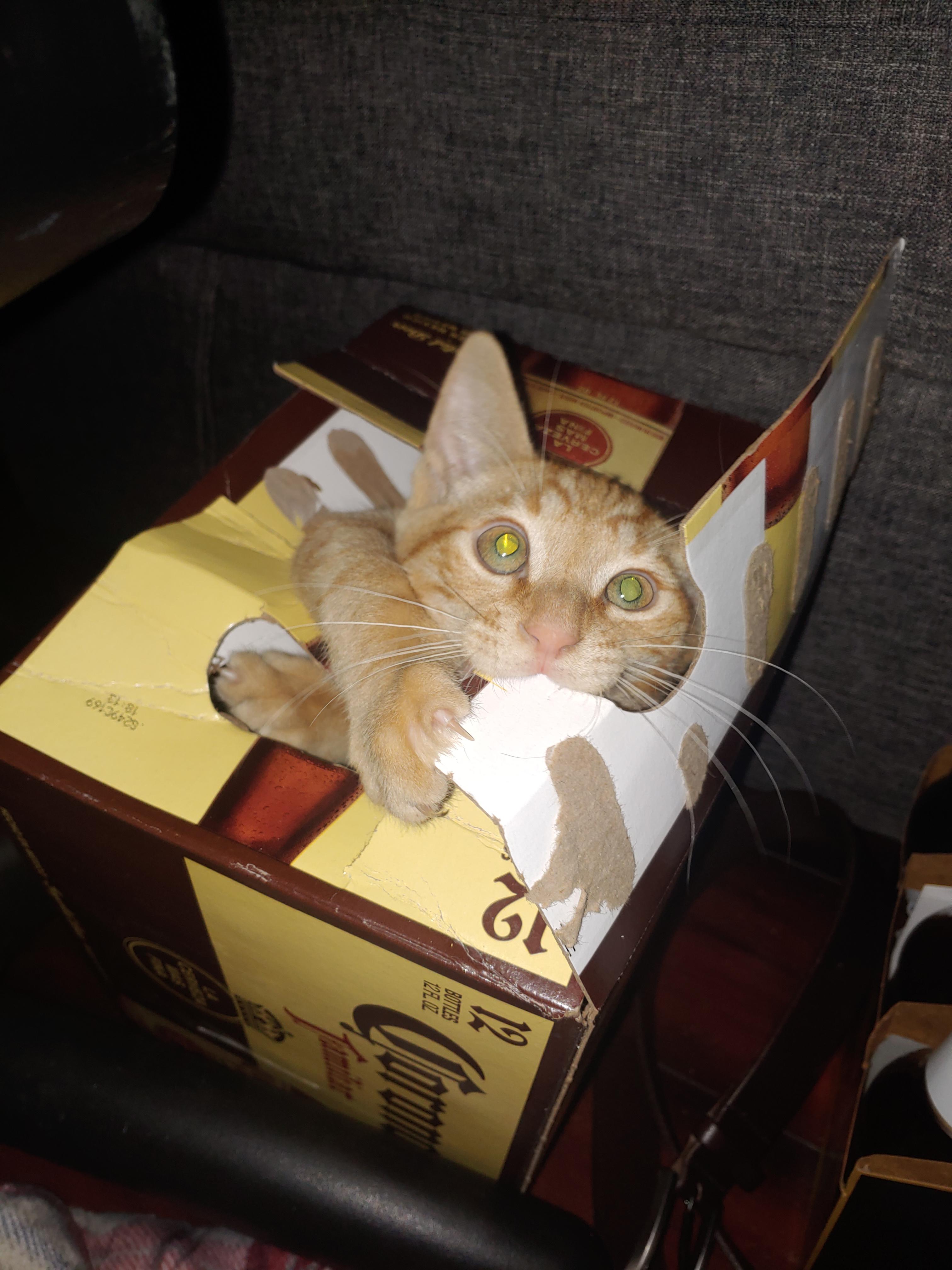 Can't sleep but at least the cat trap is working | Scrolller