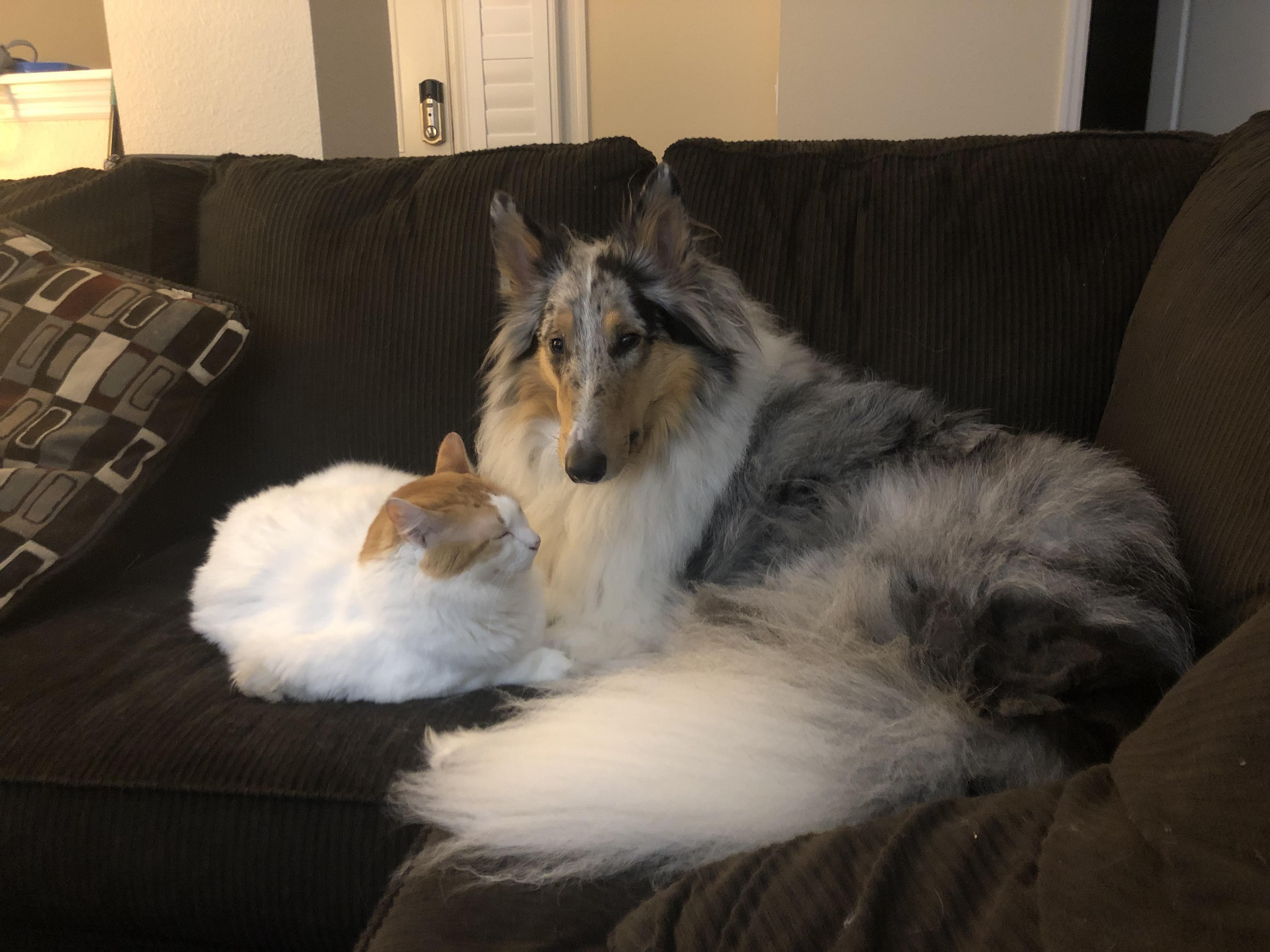 Captain and his cat | Scrolller