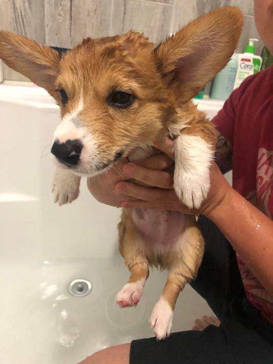 Captain doesn’t love baths just yet. | Scrolller