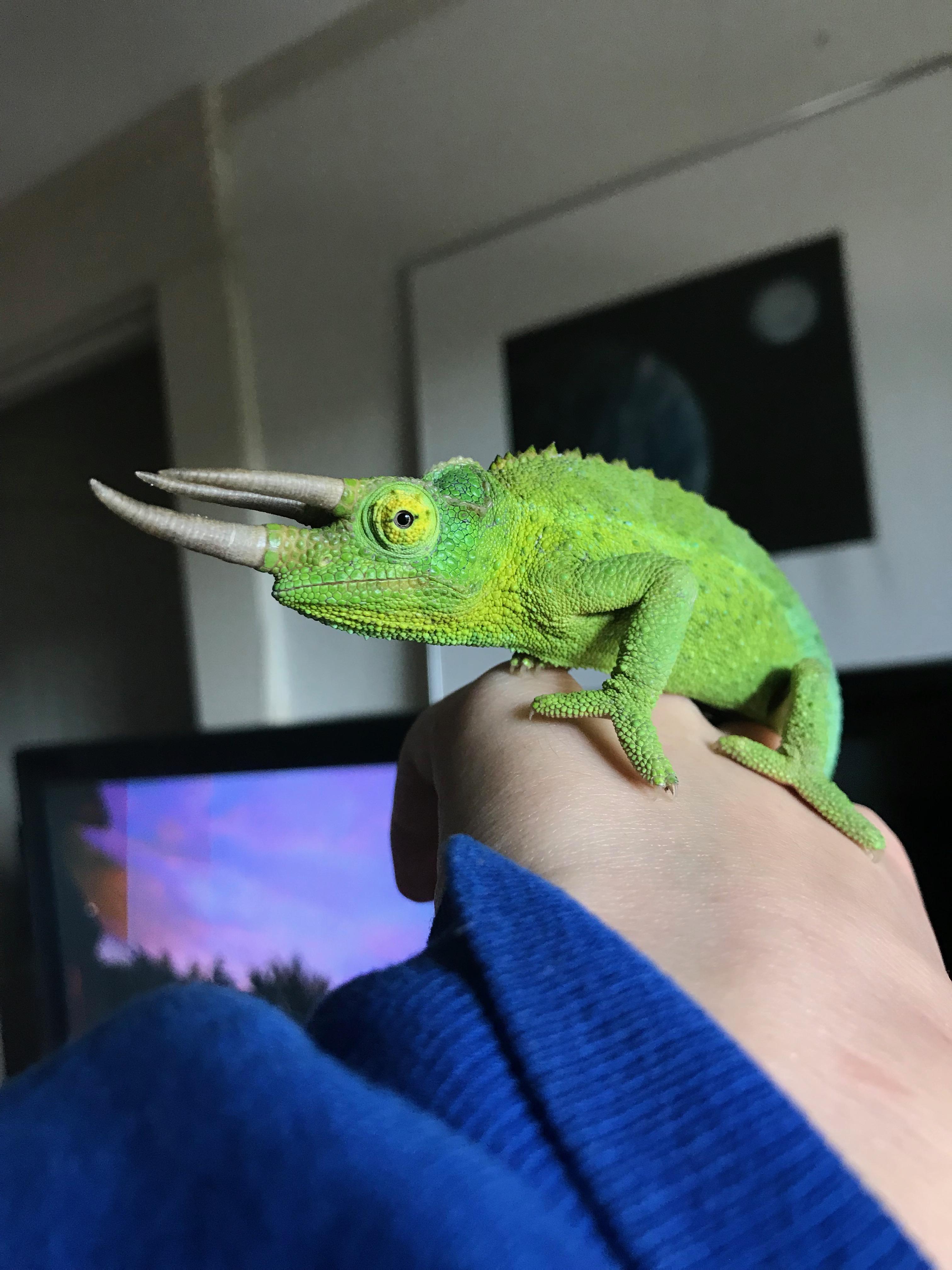 Captain our 3-year-old Jackson Chameleon. | Scrolller