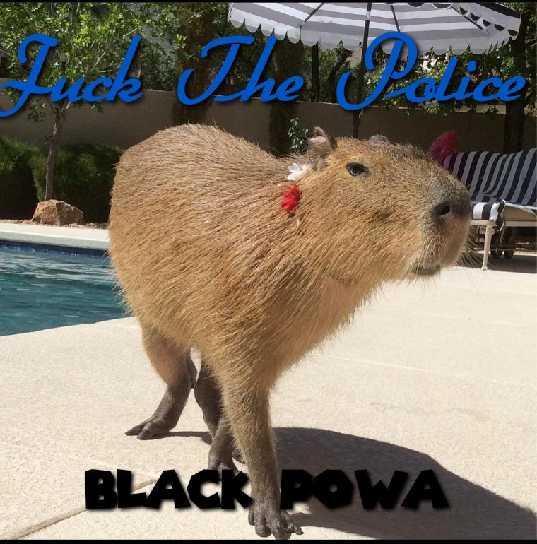 capybara sauntering | Scrolller