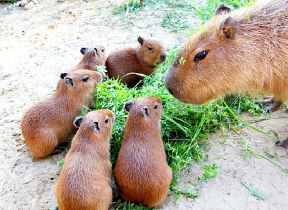 Capybaras | Scrolller