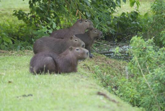 Capybaras posing in Panama. | Scrolller