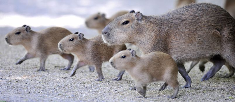 Capys on the prowl | Scrolller