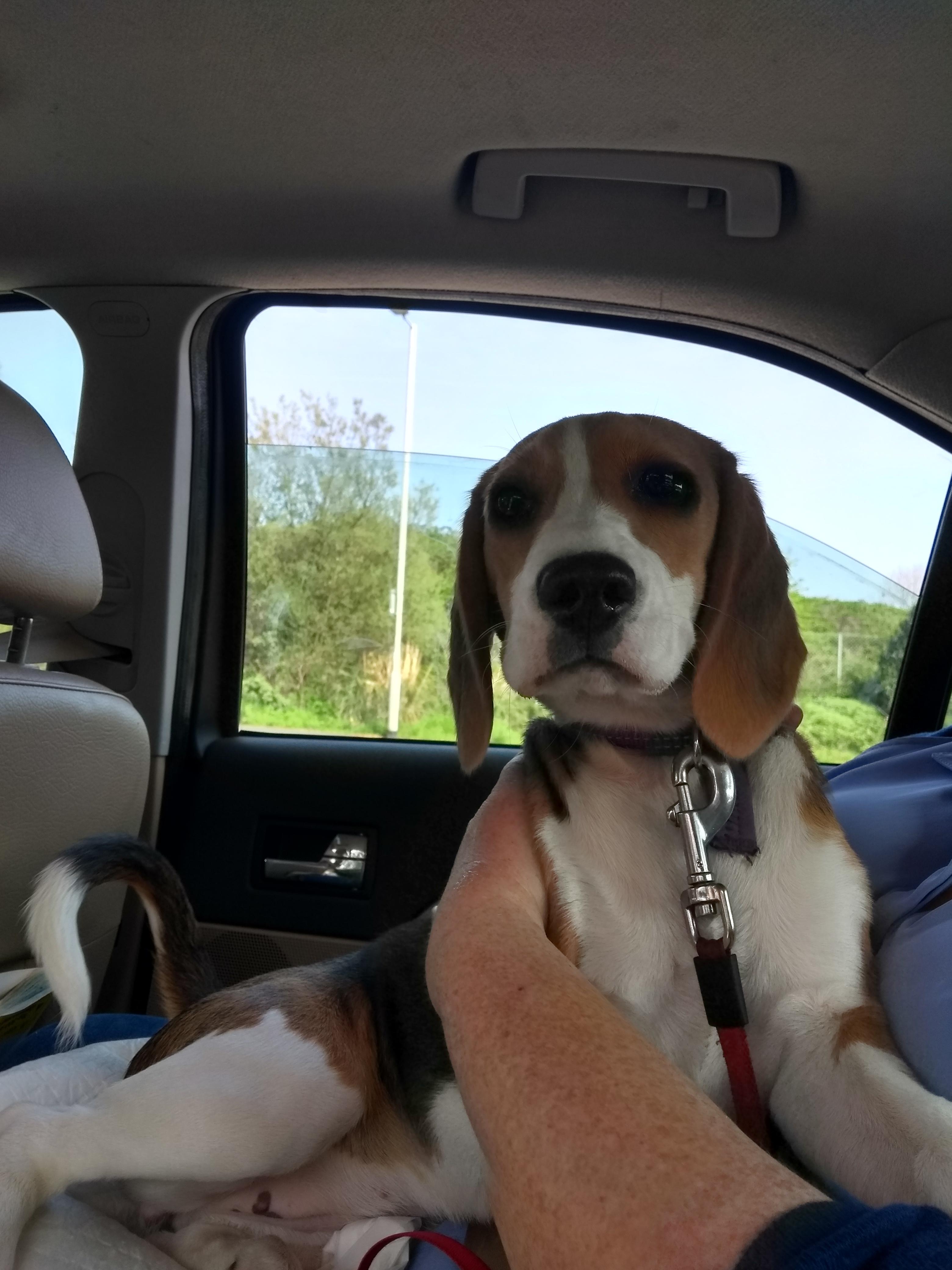 Car sick beagle | Scrolller