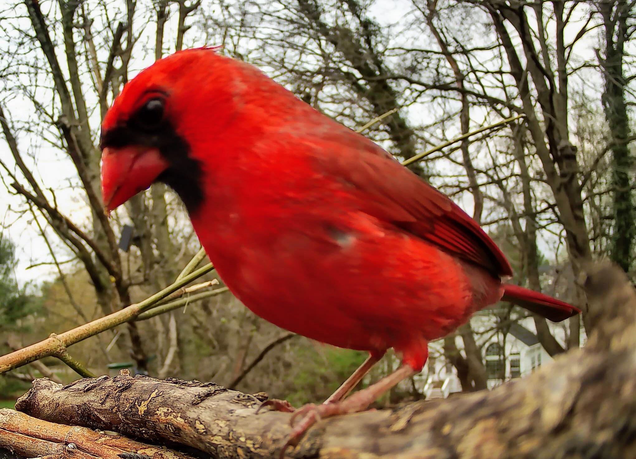 Cardinal | Scrolller