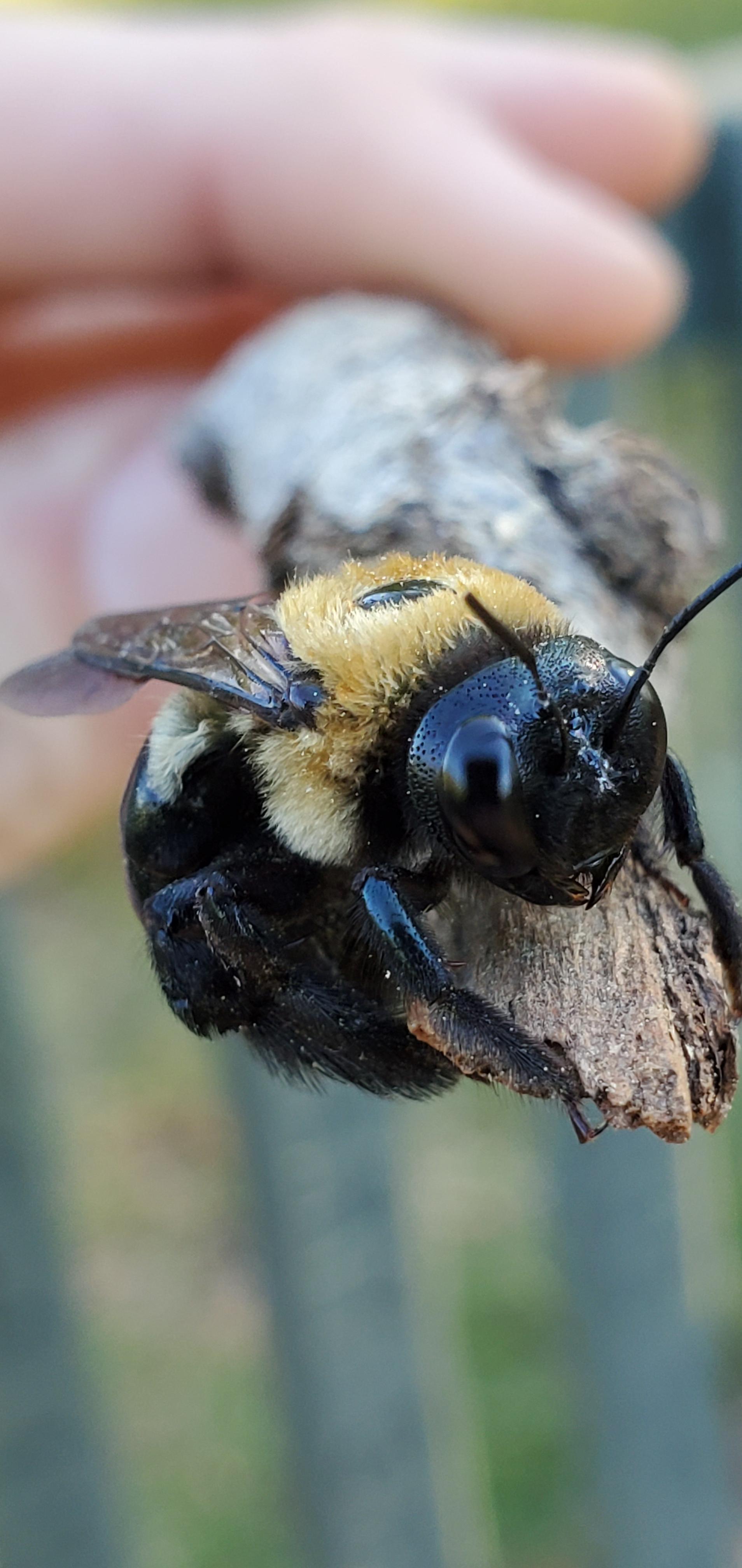 Carpenter bee | Scrolller