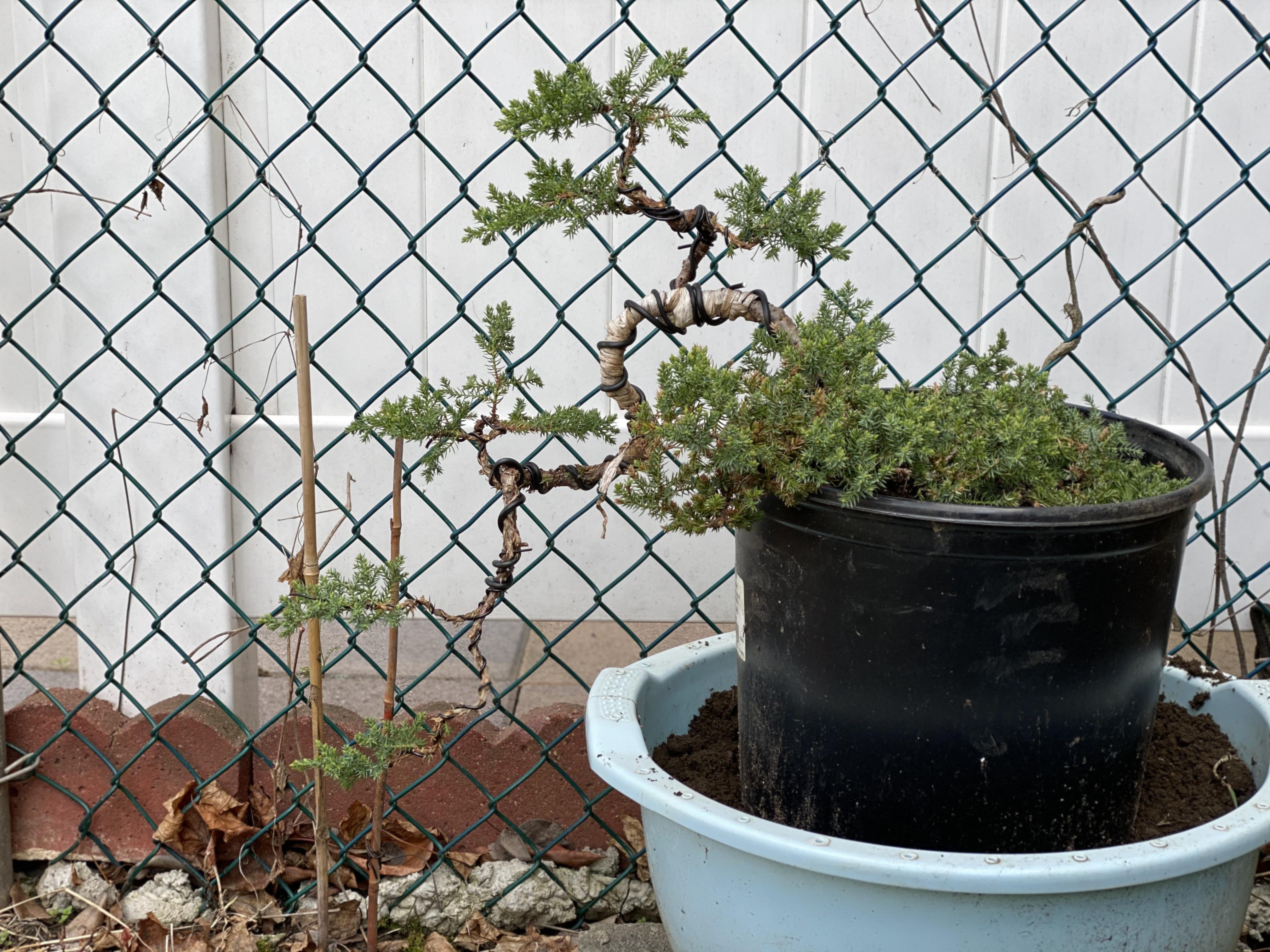 Cascade Juniper Nana | Scrolller