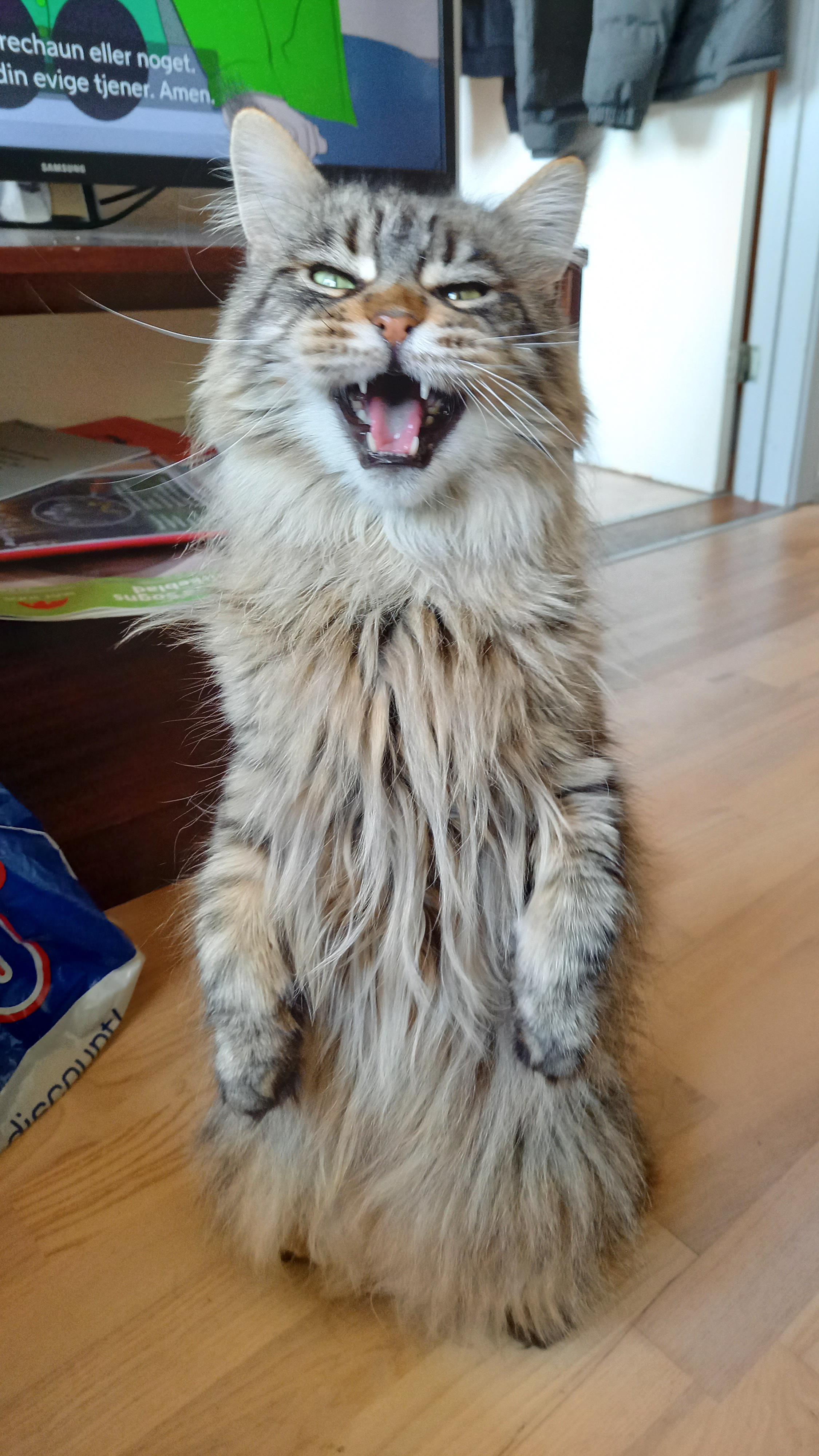 Cat. | Scrolller