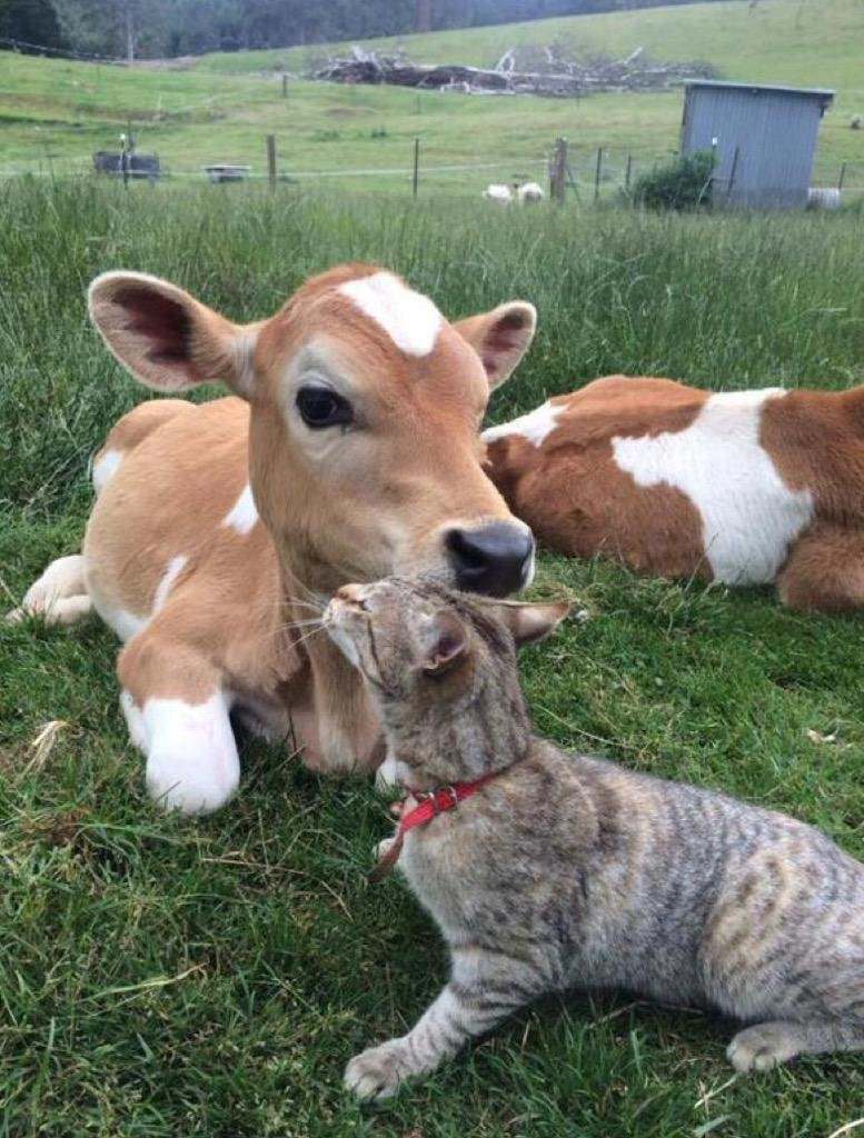 Cat and calf cuddling time | Scrolller