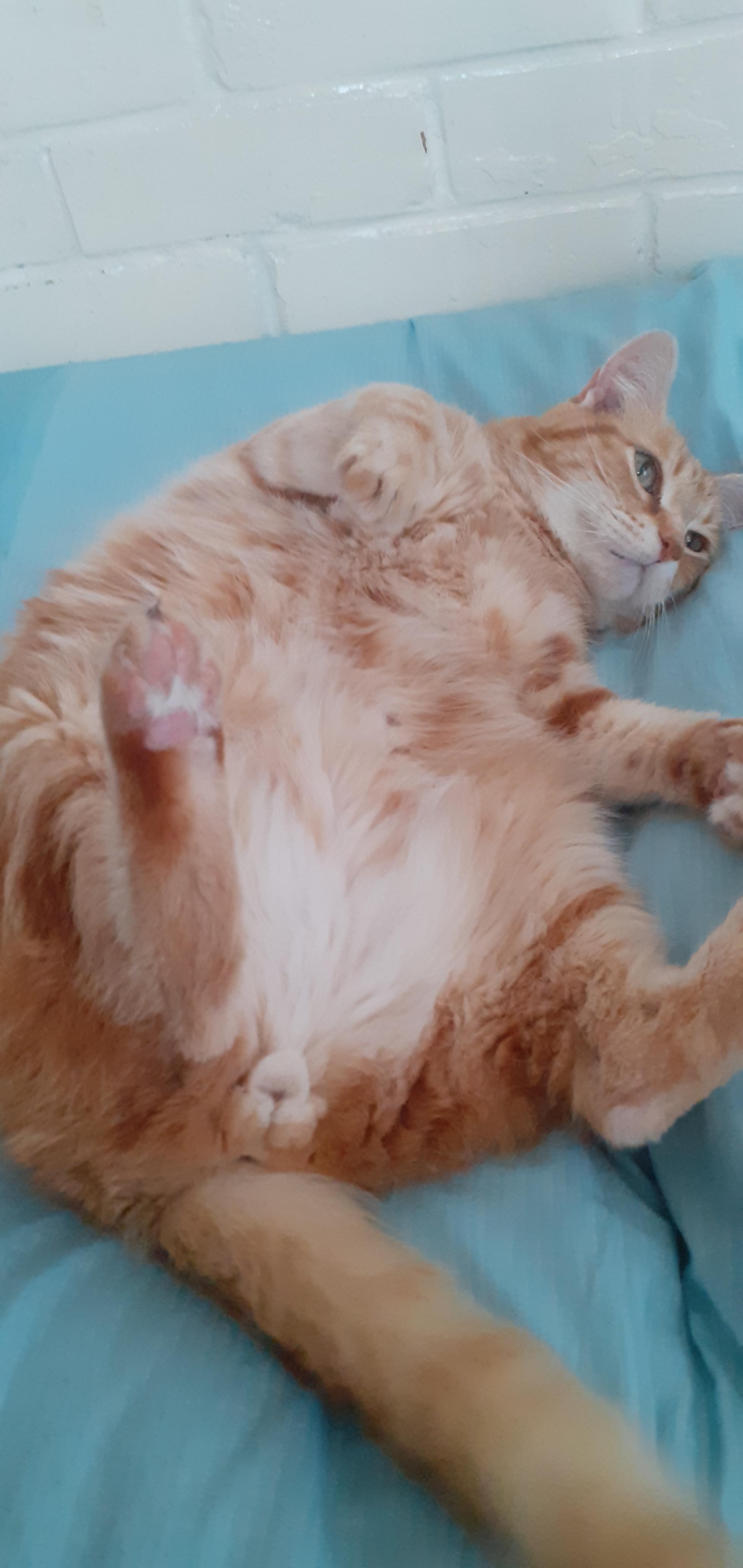 Cat belly with a side order of toe beans please | Scrolller