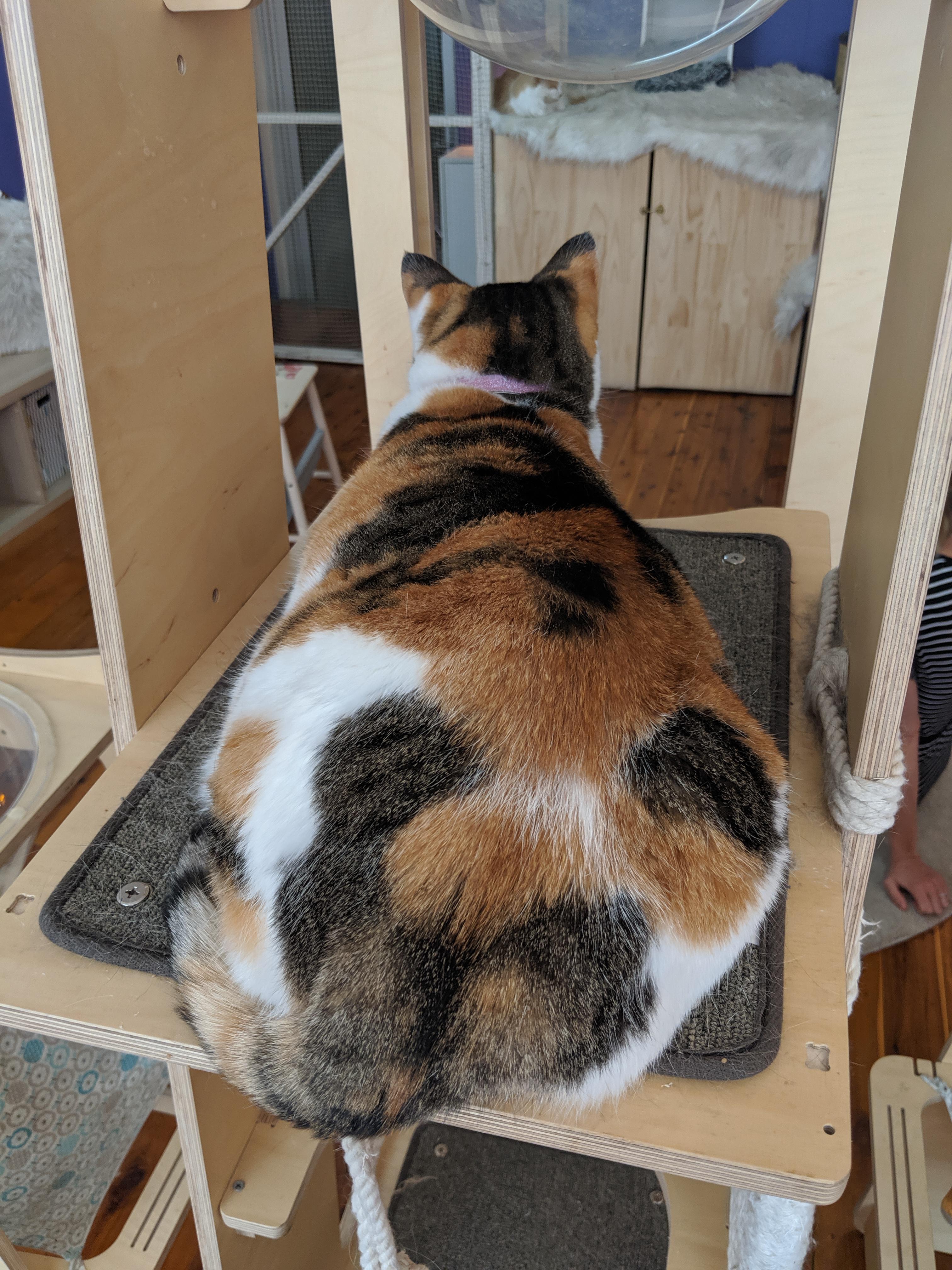 cat cafe calico :) | Scrolller