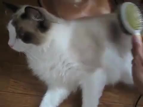 Cat enjoys a gentle brushy | Scrolller