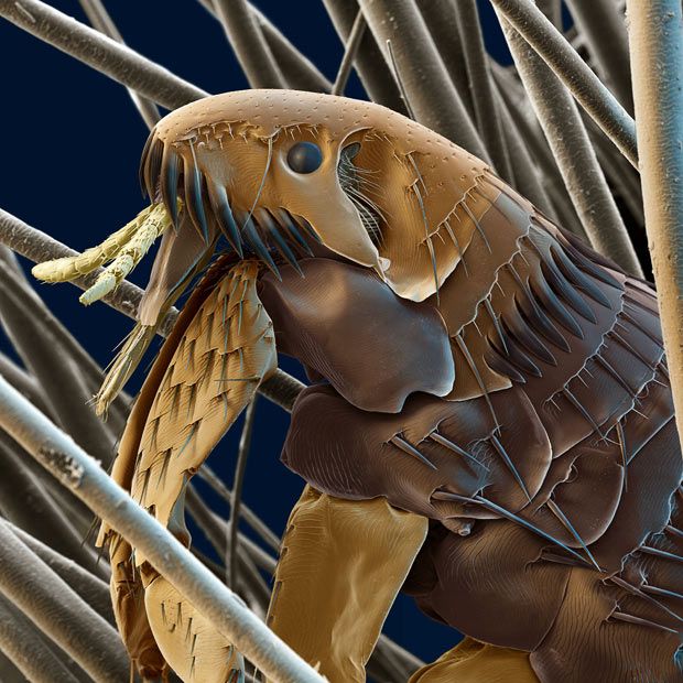 Cat Flea Under Microscope [620x620] | Scrolller