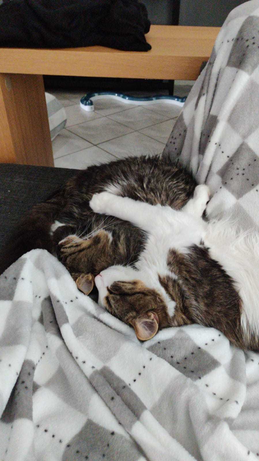 Cat hugs are the best | Scrolller