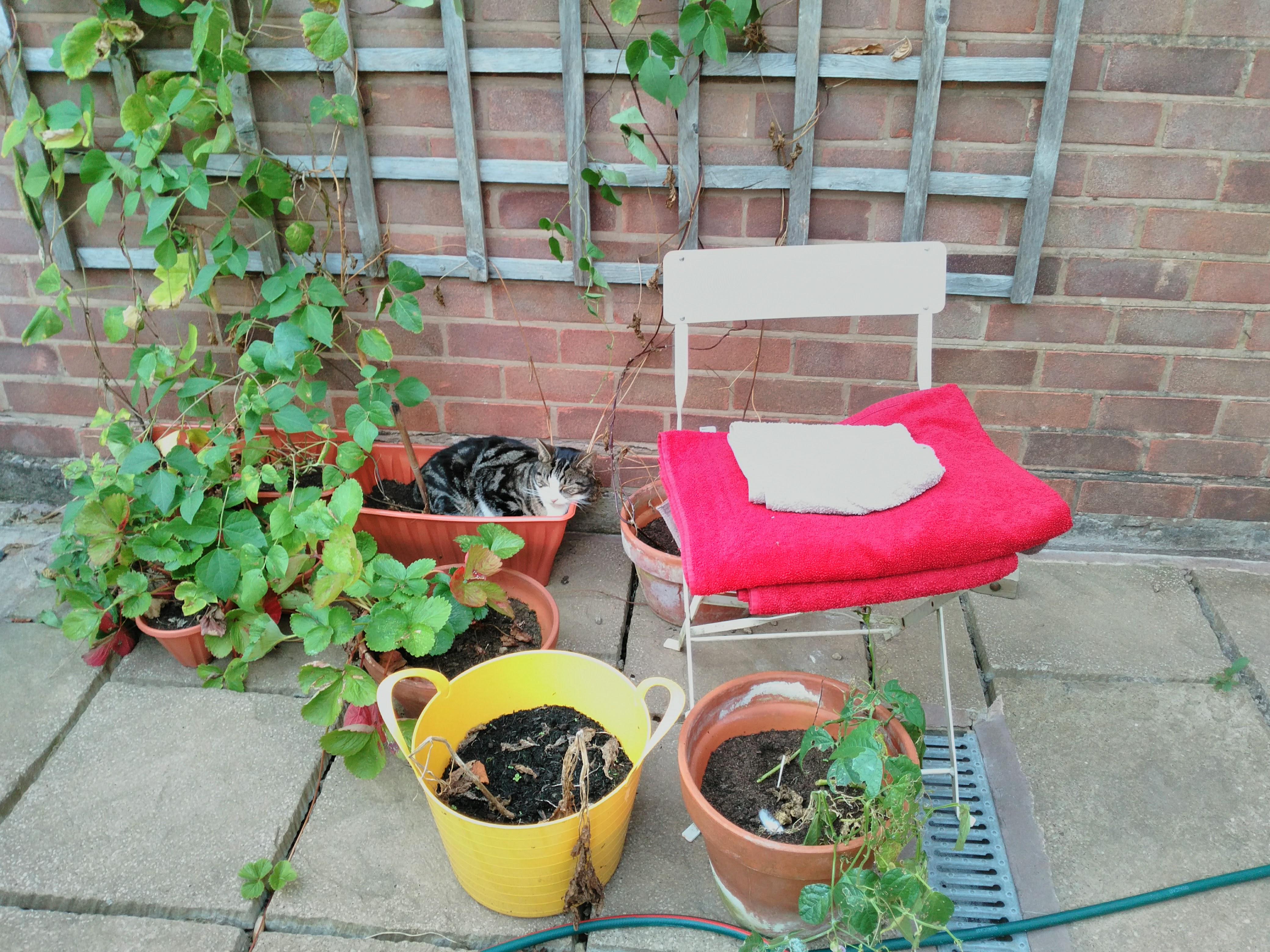 Cat in a pot bet you didn't think you'd see this here | Scrolller