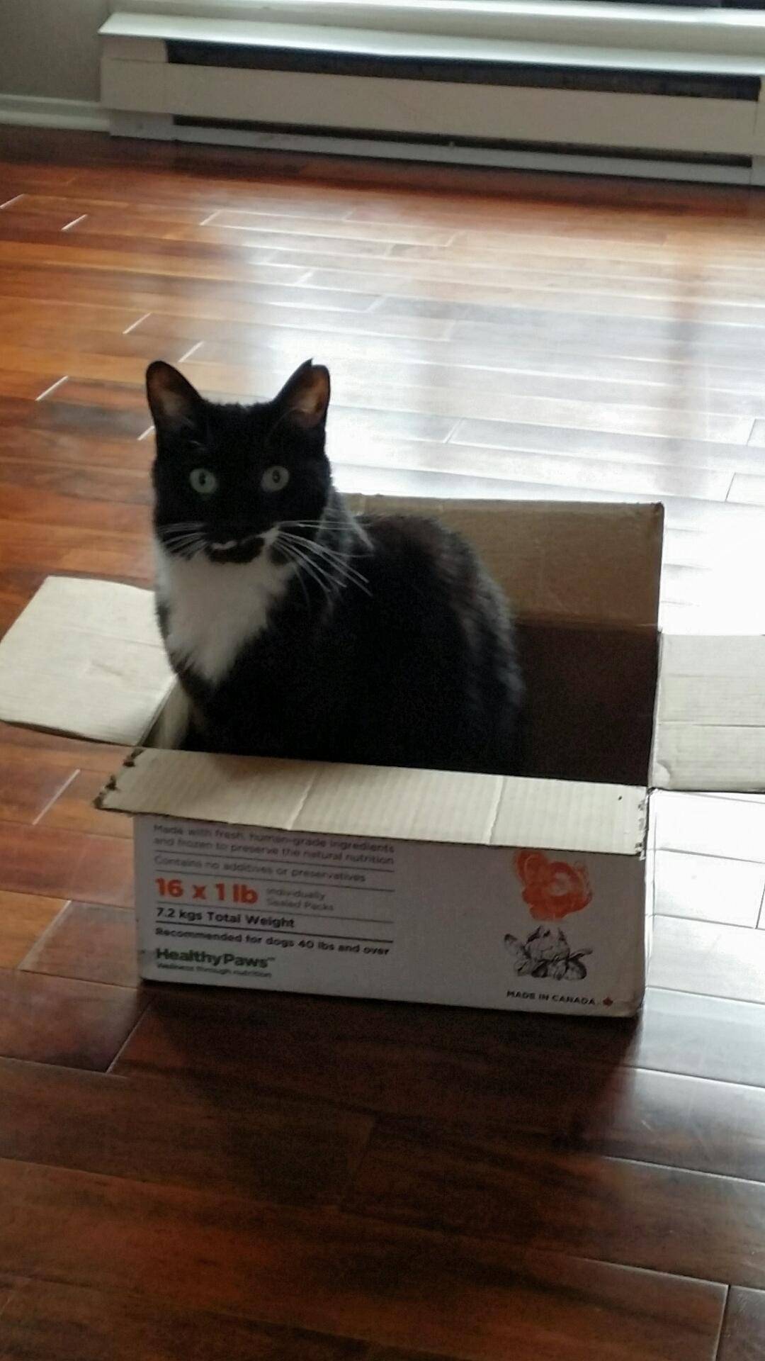 Cat in doggo food box | Scrolller