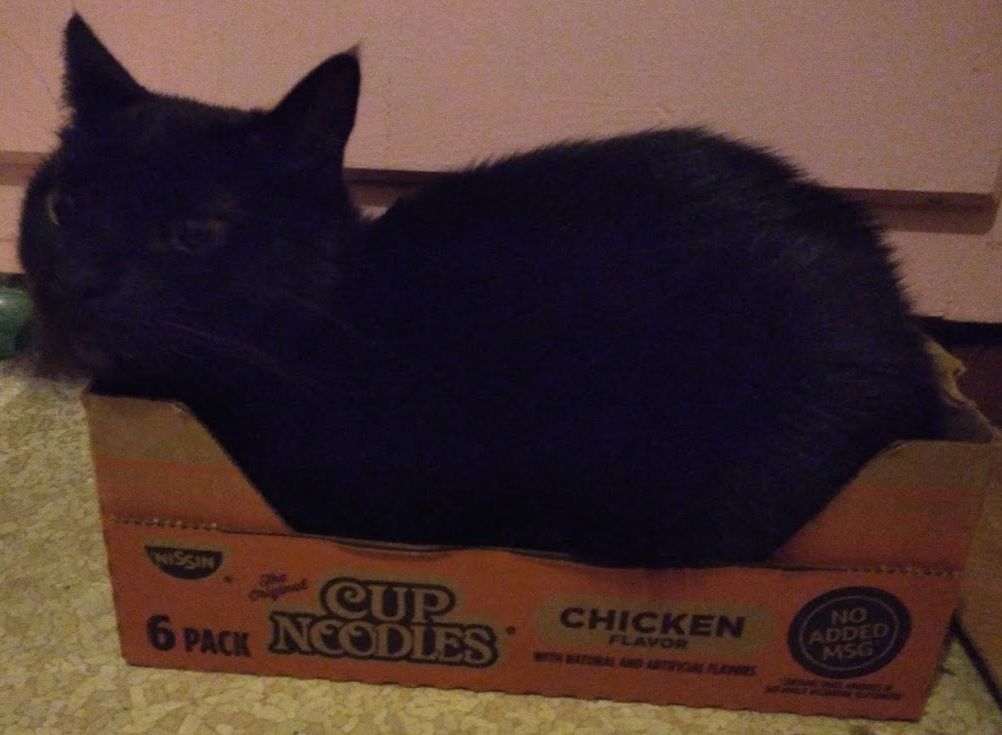cat in noodle box | Scrolller