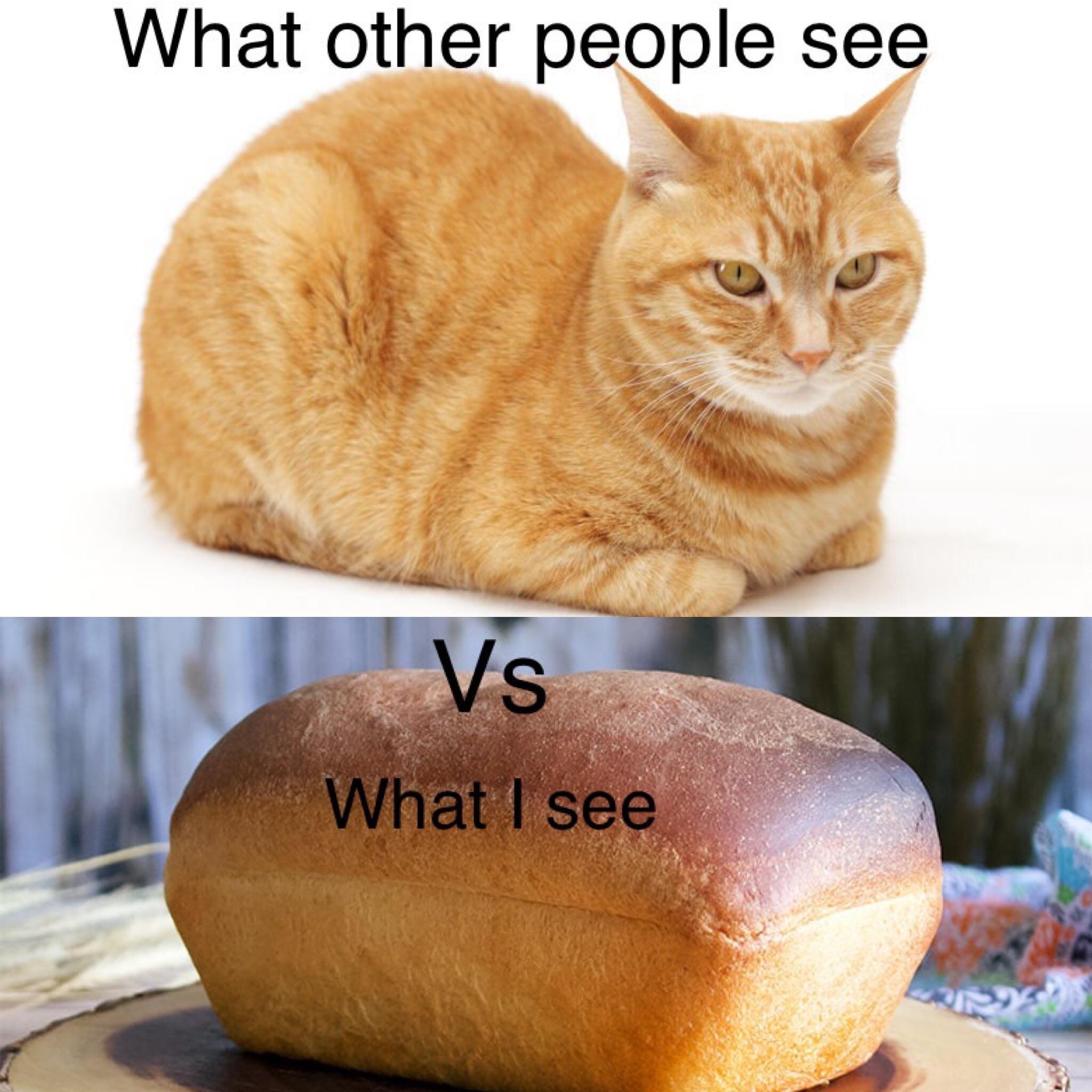 Cat loaf | Scrolller