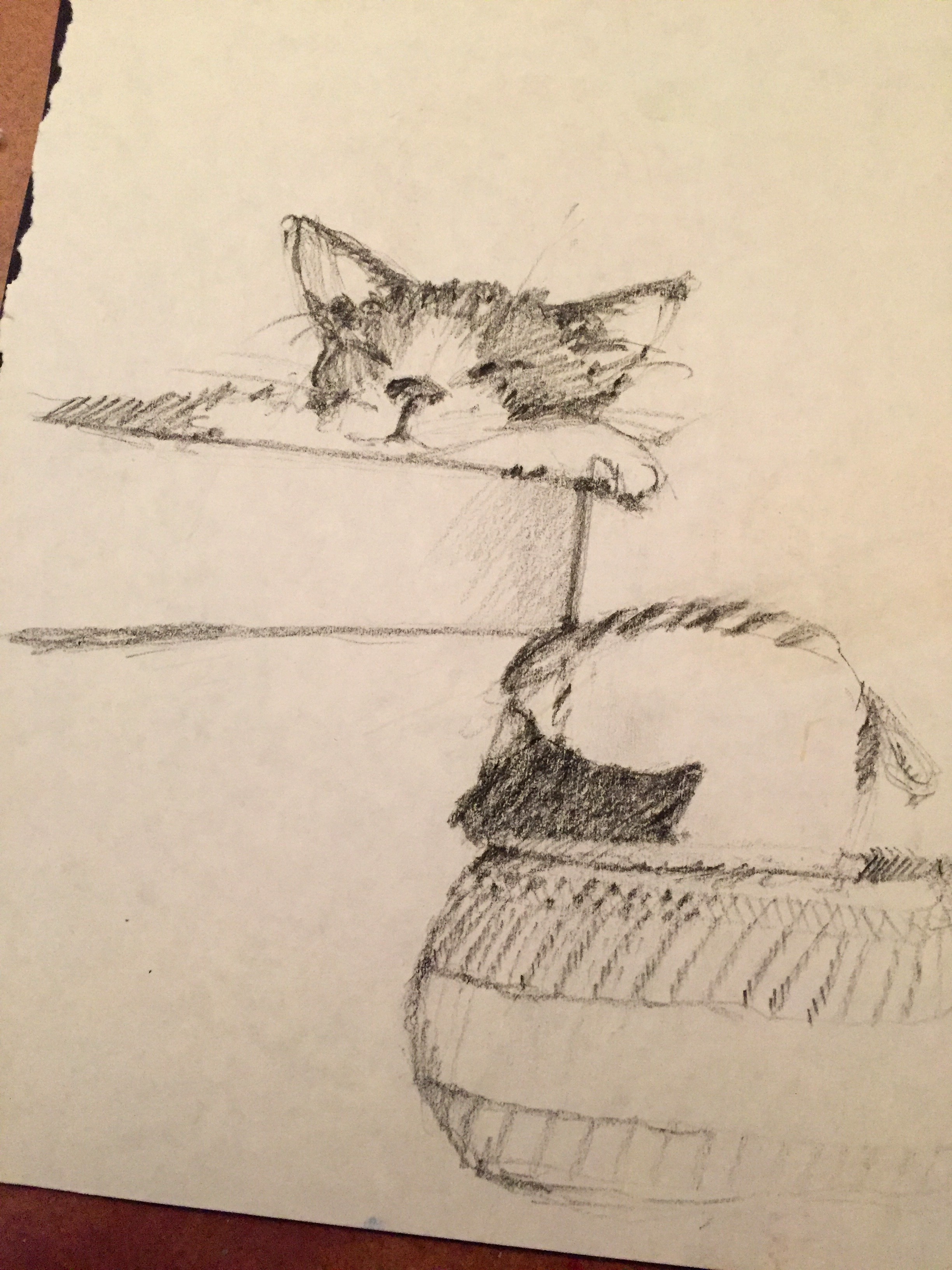 Cat Naps | Scrolller