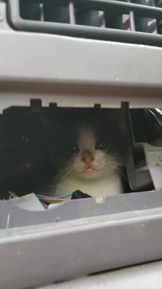 cat security device | Scrolller