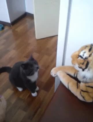 Cat teaches a tiger a lesson | Scrolller