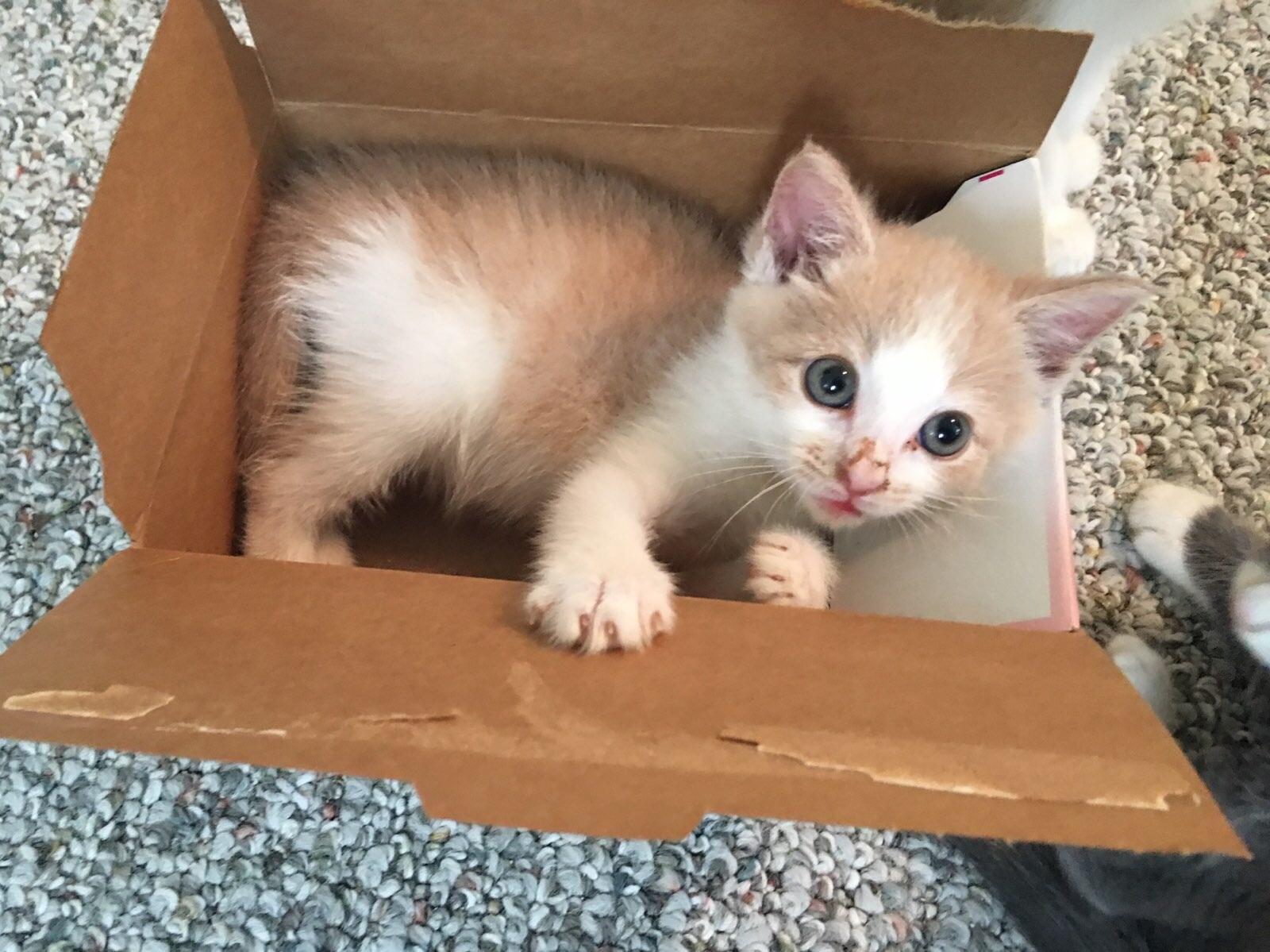 Cat trap. | Scrolller