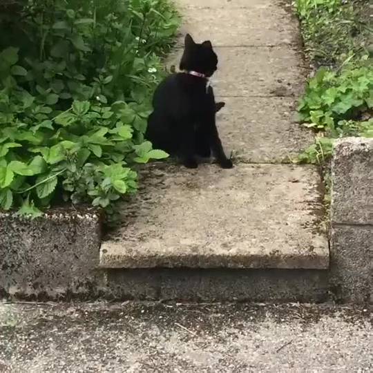 Cat vs New Collar Bell | Scrolller