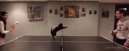 Cat vs. Ping Pong (x-post /r/holdmycatnip) | Scrolller