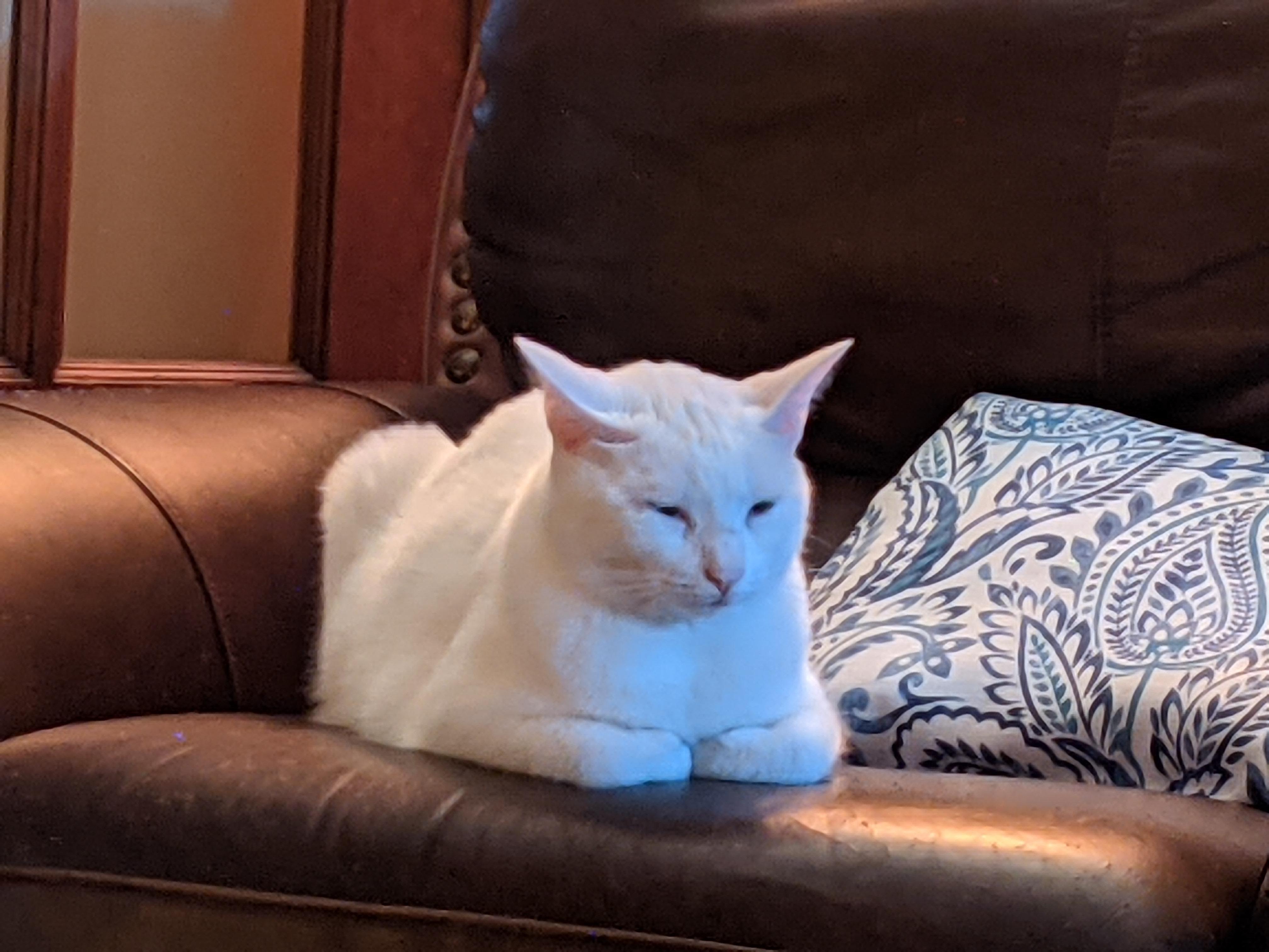 Cat yoda is wise | Scrolller