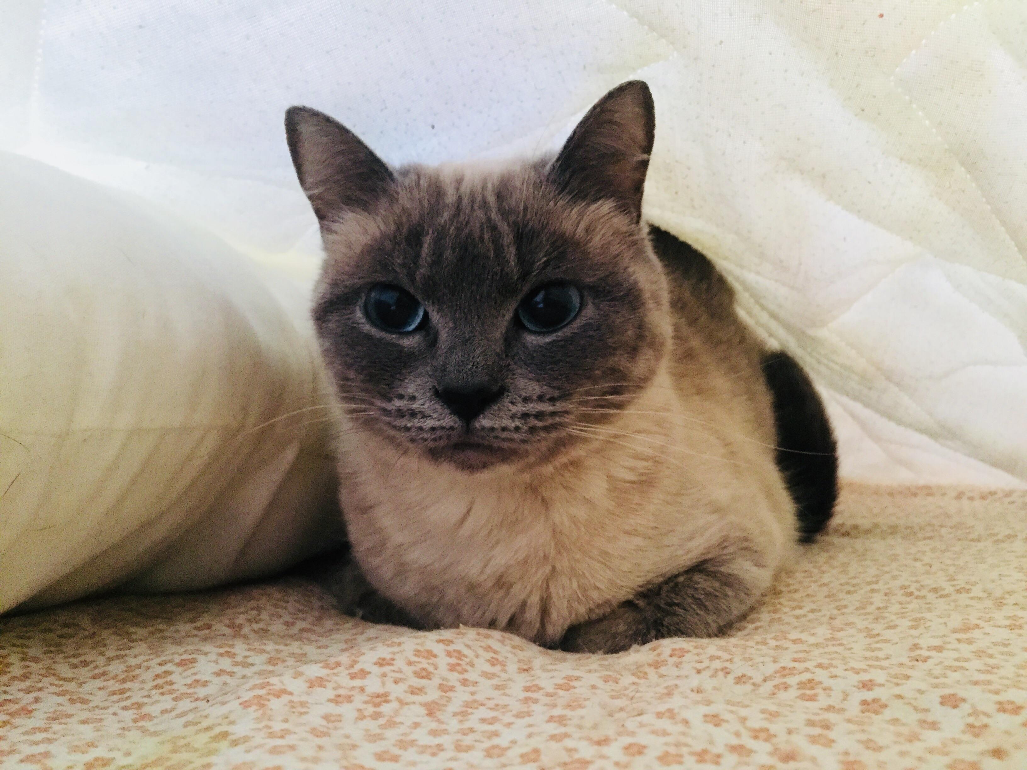 Catloaf under the sheet 🐈 | Scrolller