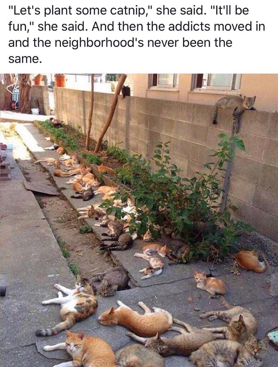 Catnip addicts | Scrolller