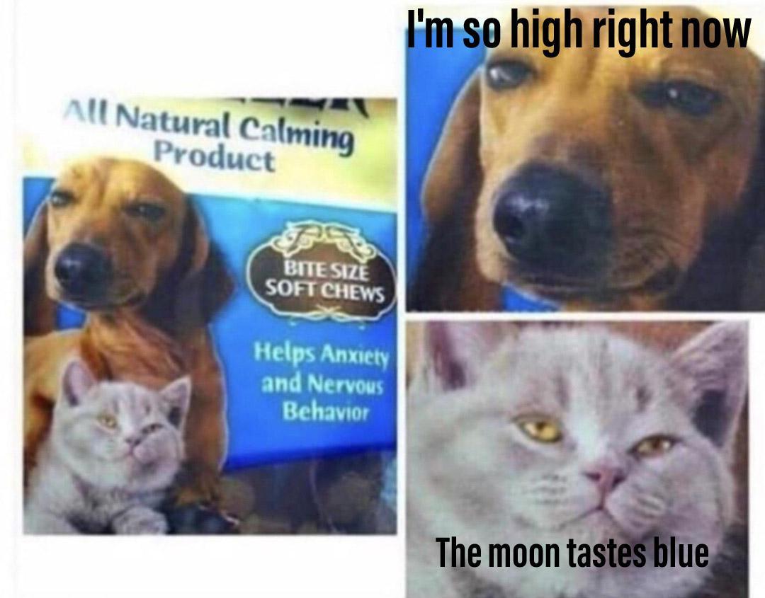 Catnip. Not even once. | Scrolller