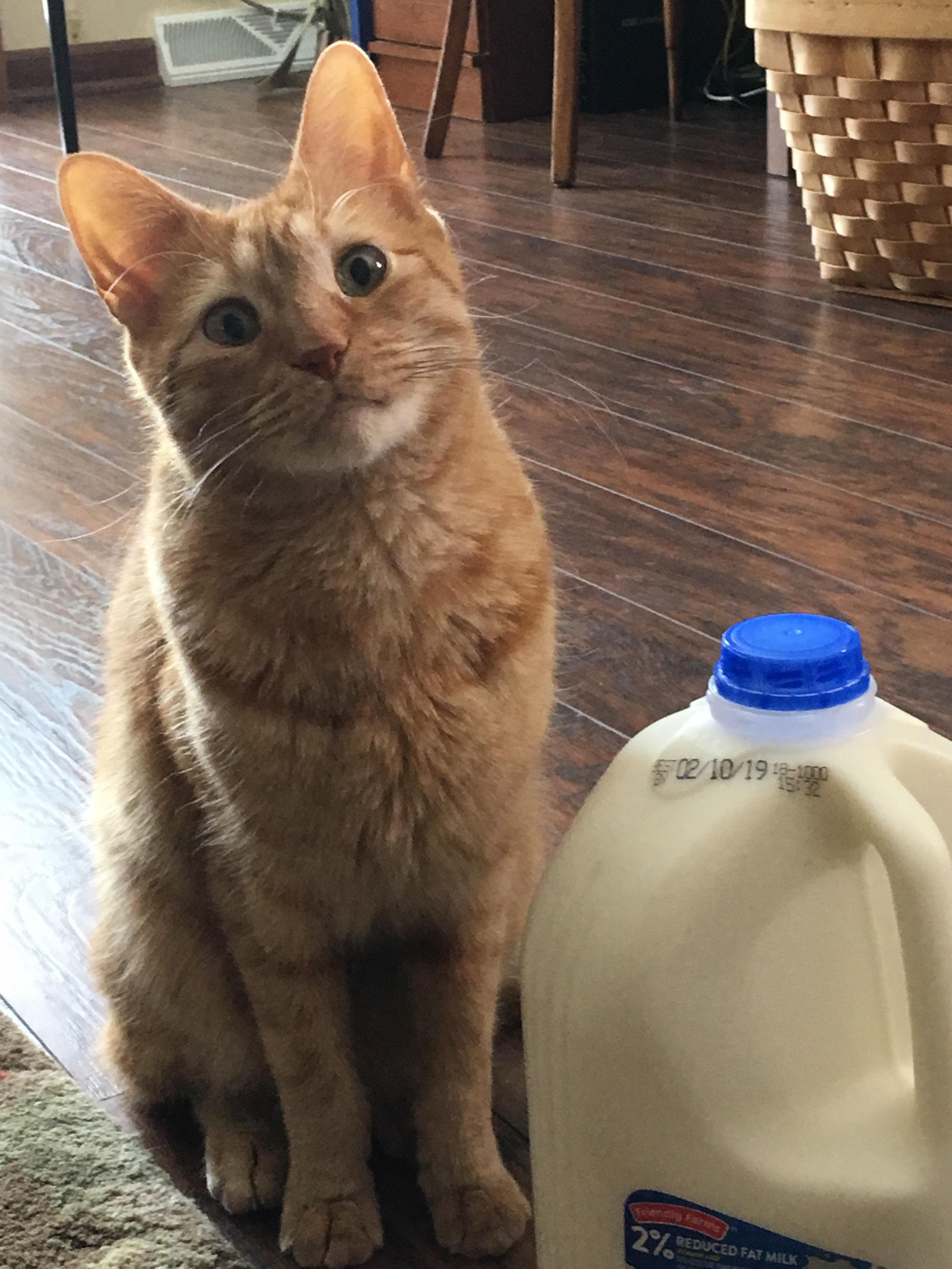 Cats are good boys too sometimes | Scrolller