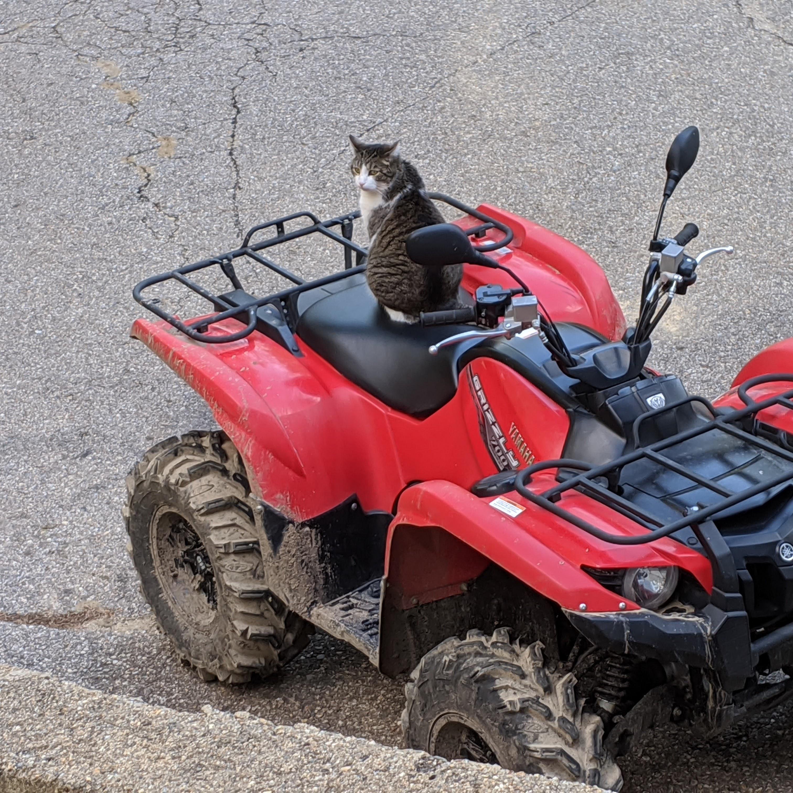 Cat's on ATVs? I wanna play! | Scrolller