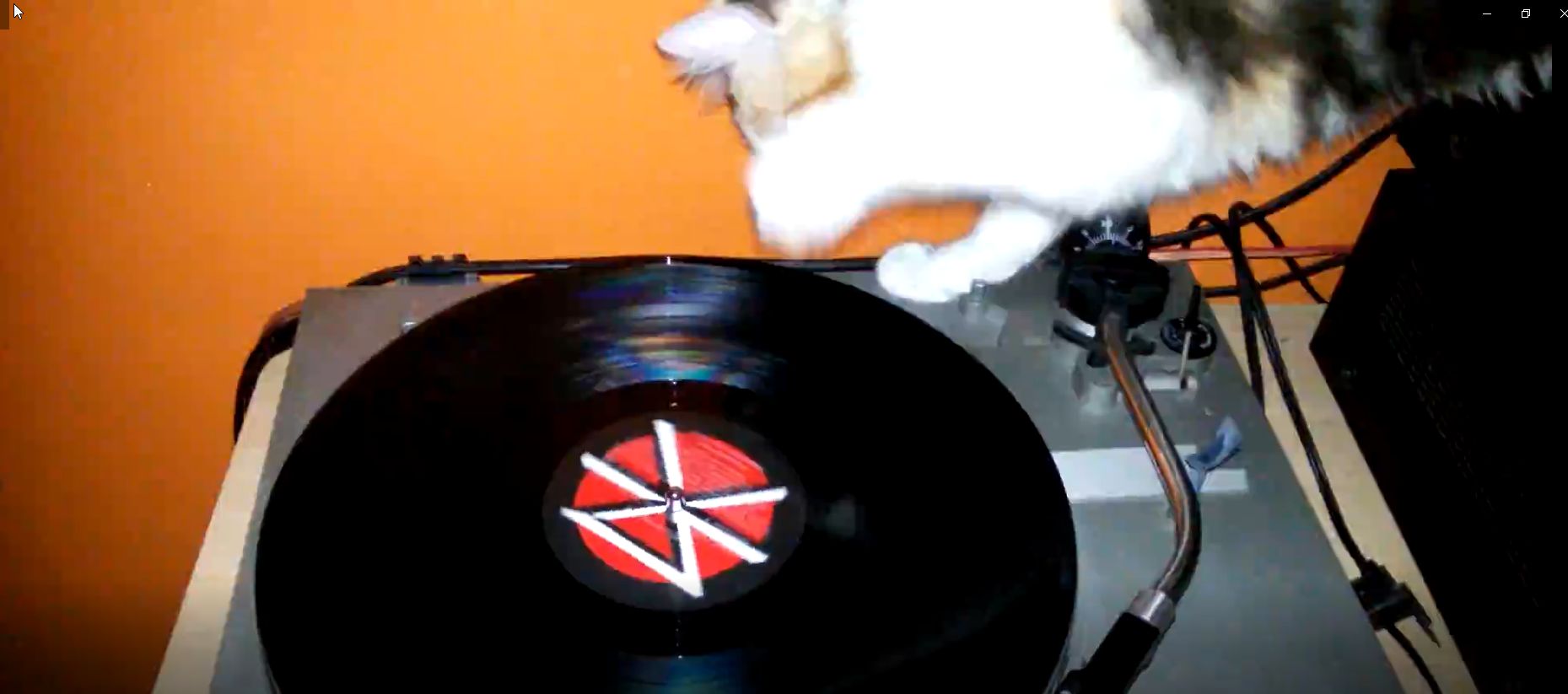 Cats uber alles (Dead Kennedys vinyl) | Scrolller