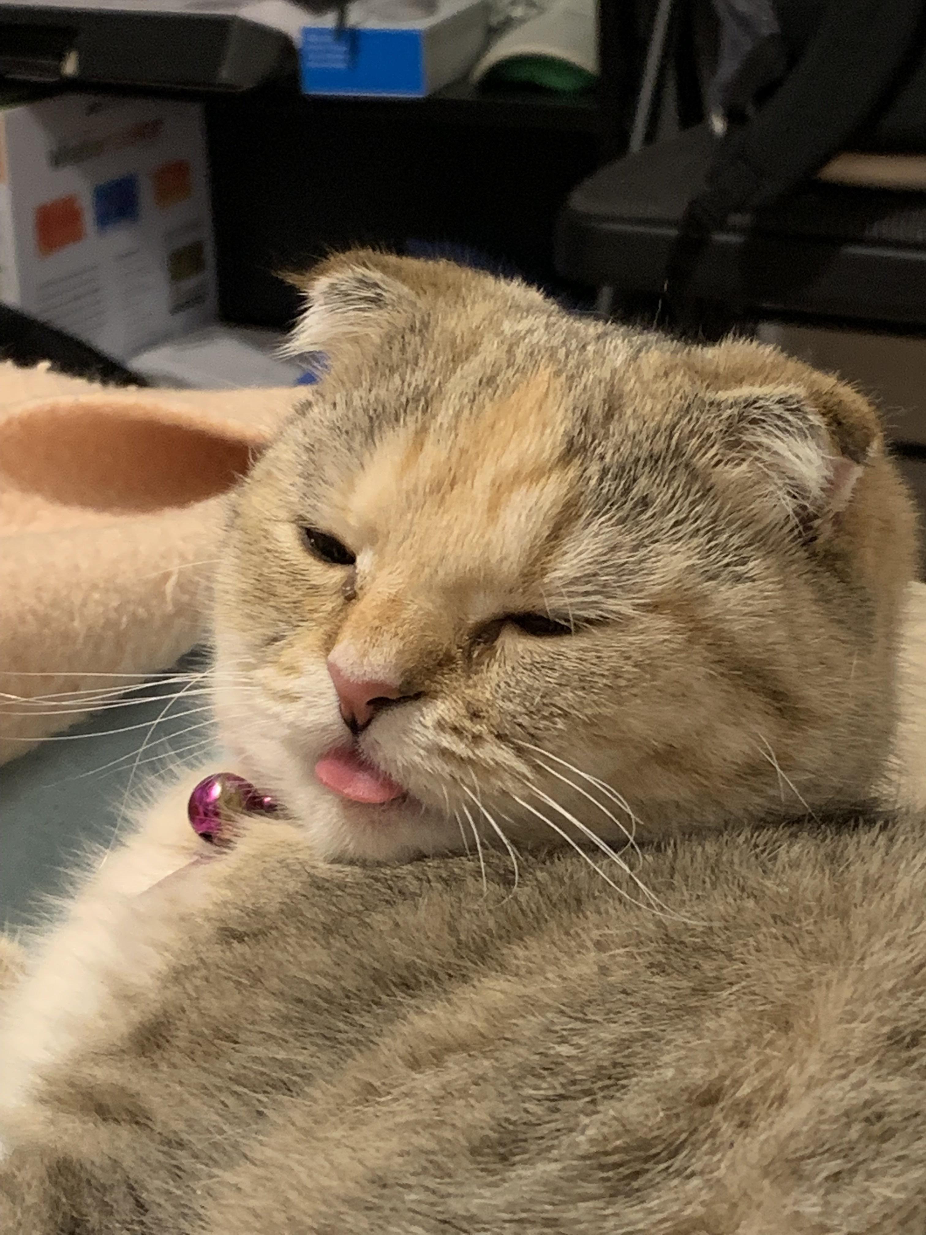 Caught a picture of her very first blep! | Scrolller