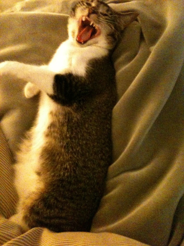 Caught Bella yawning! | Scrolller