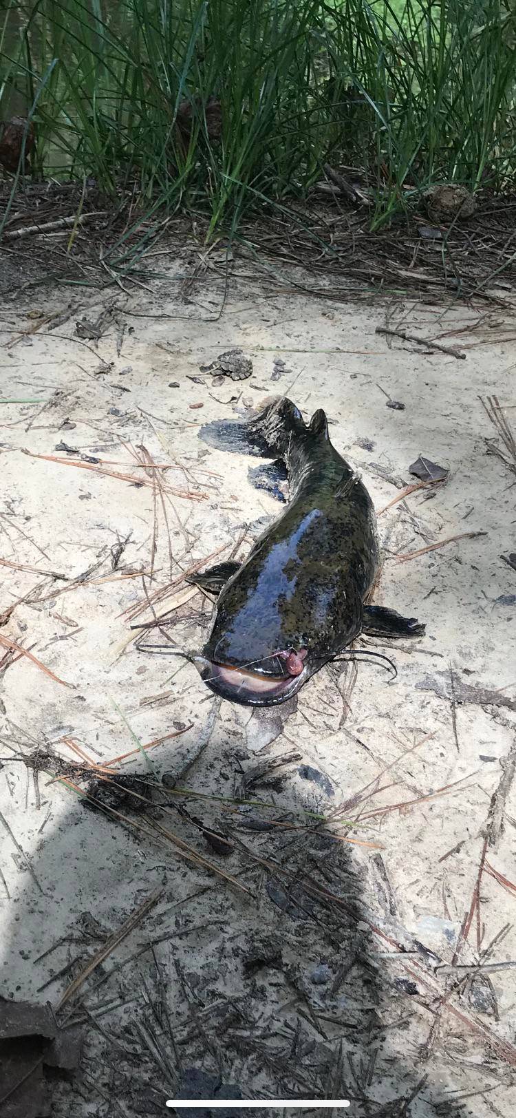 Caught er the big red worm | Scrolller