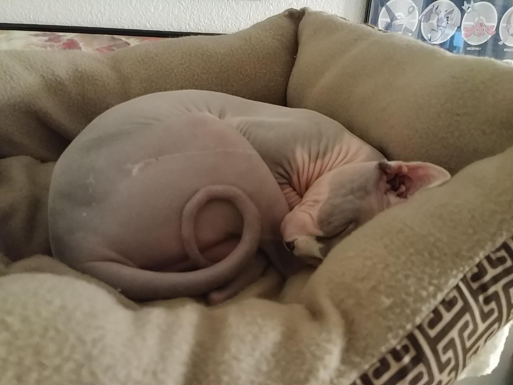 Caught her napping in her new bed. | Scrolller