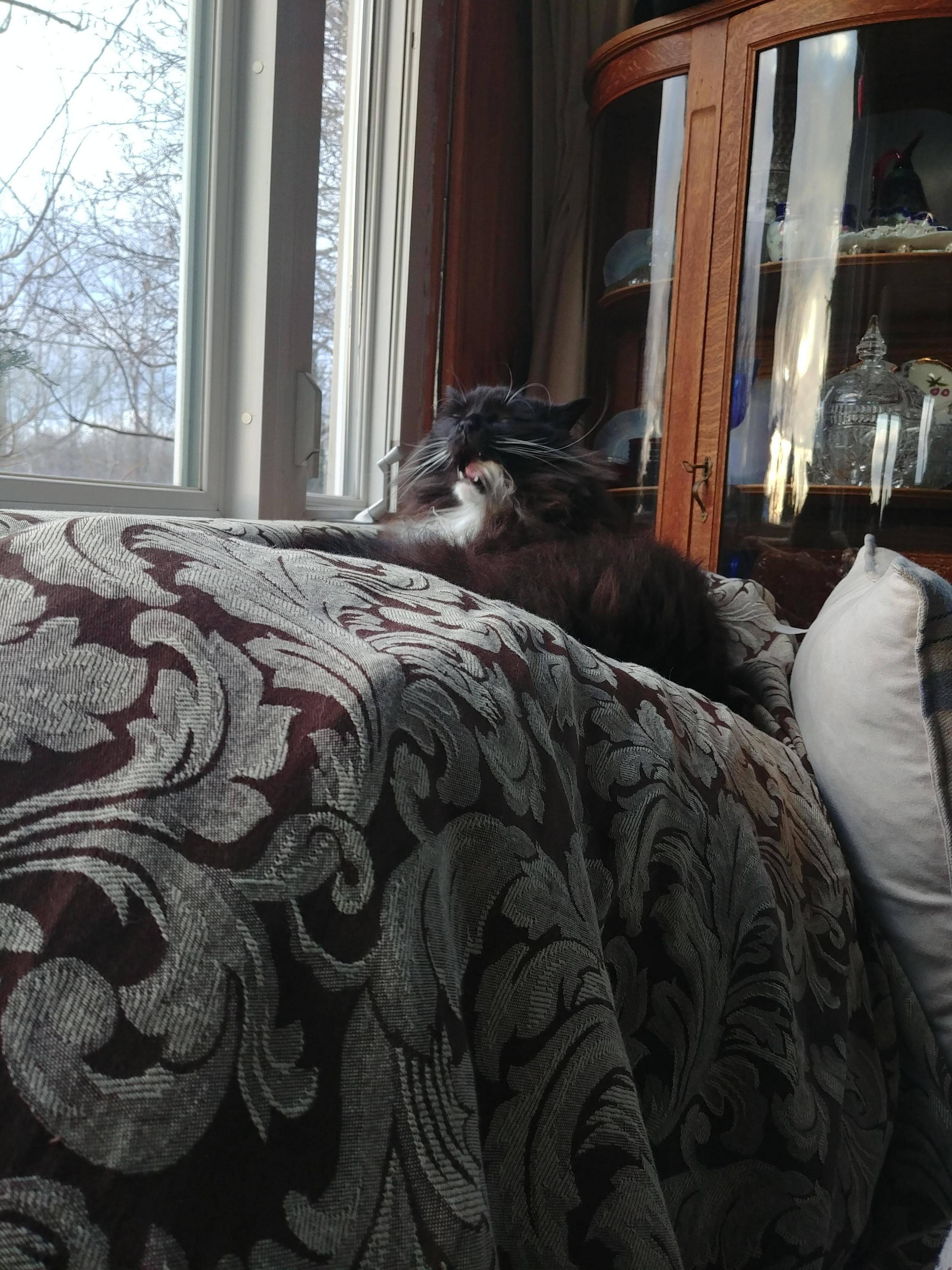 Caught him in a derpy pose while cleaning himself | Scrolller