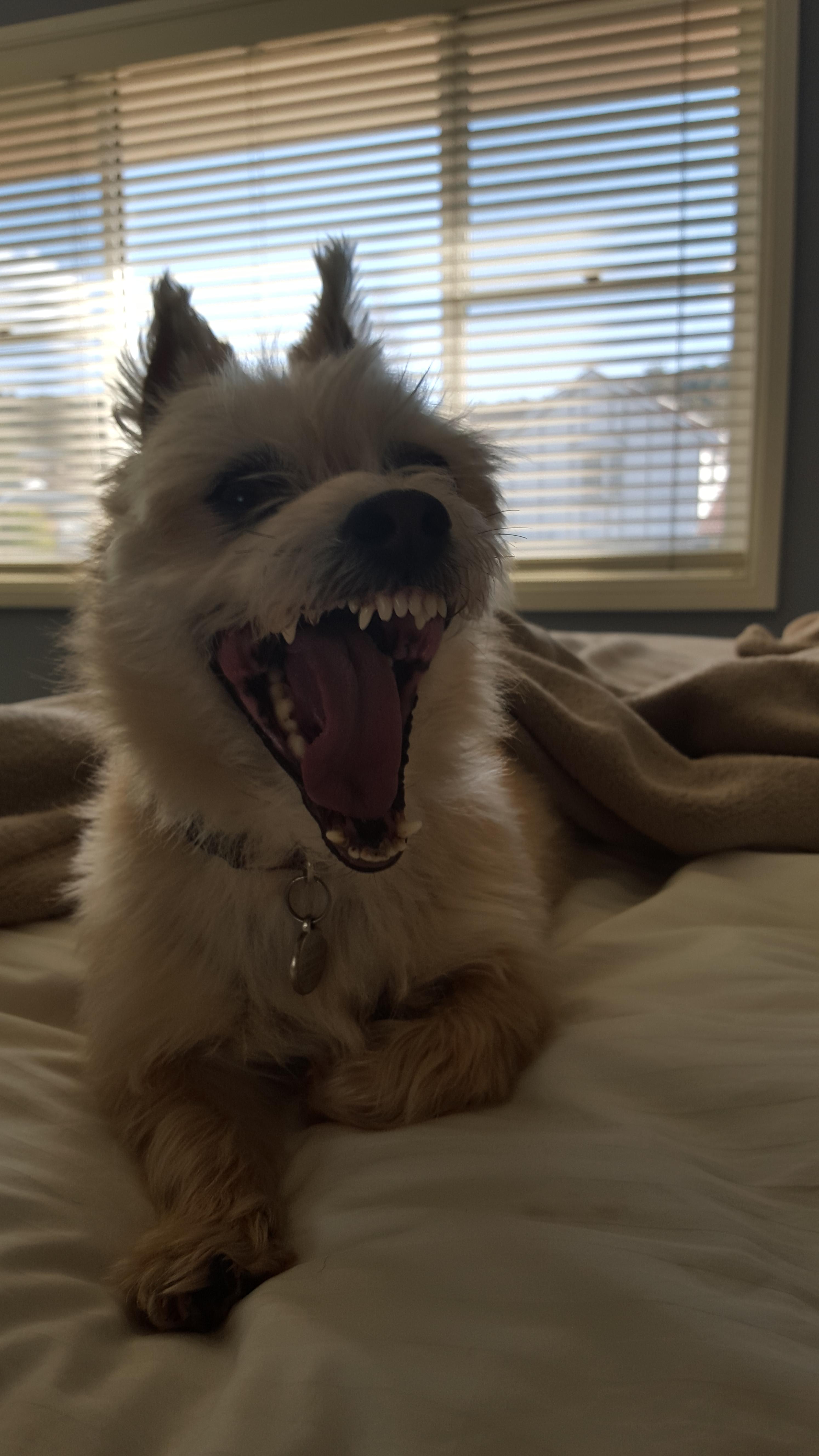 Caught mid-yawn | Scrolller