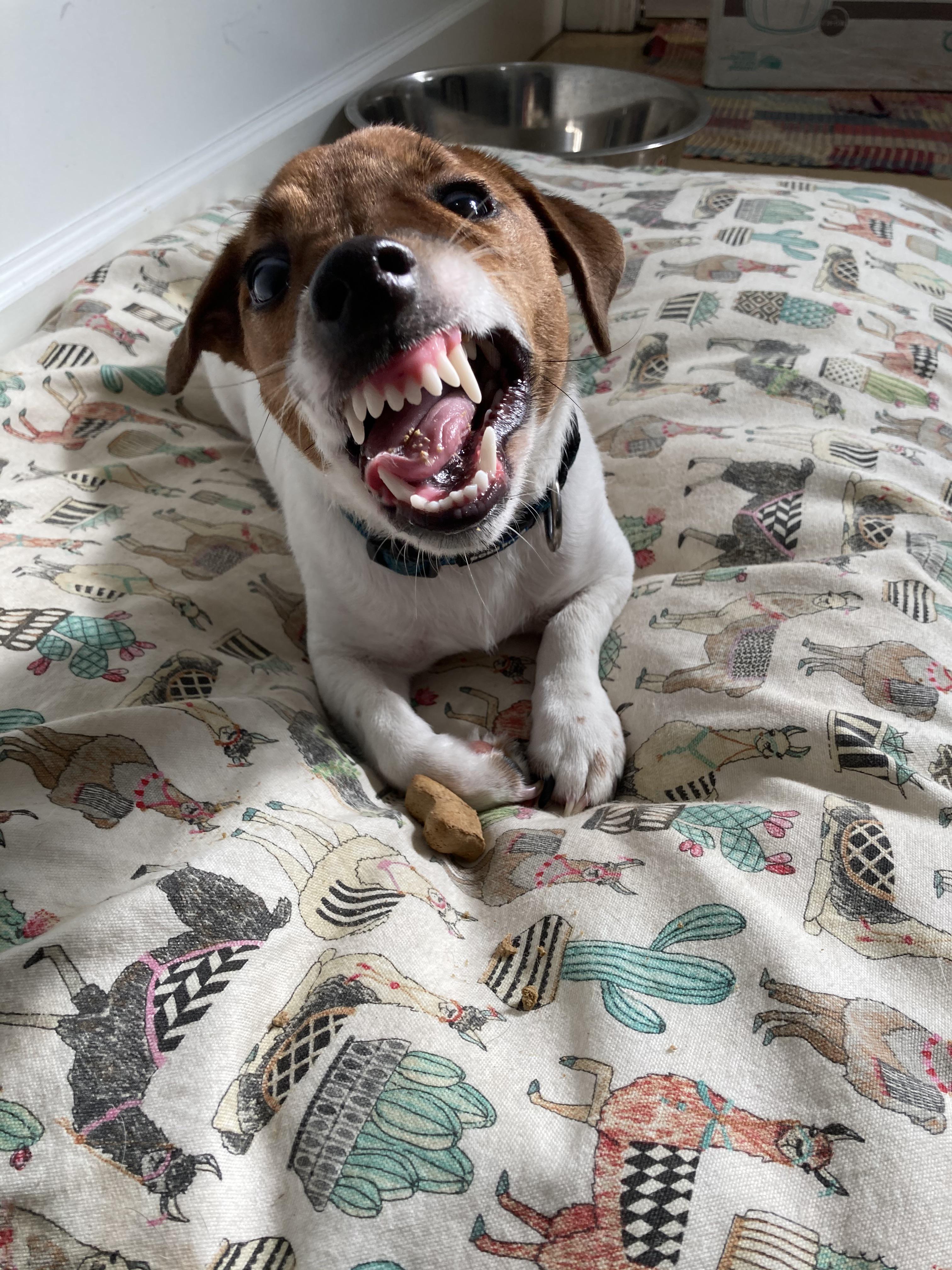 Caught Njugi mid-chomp. | Scrolller