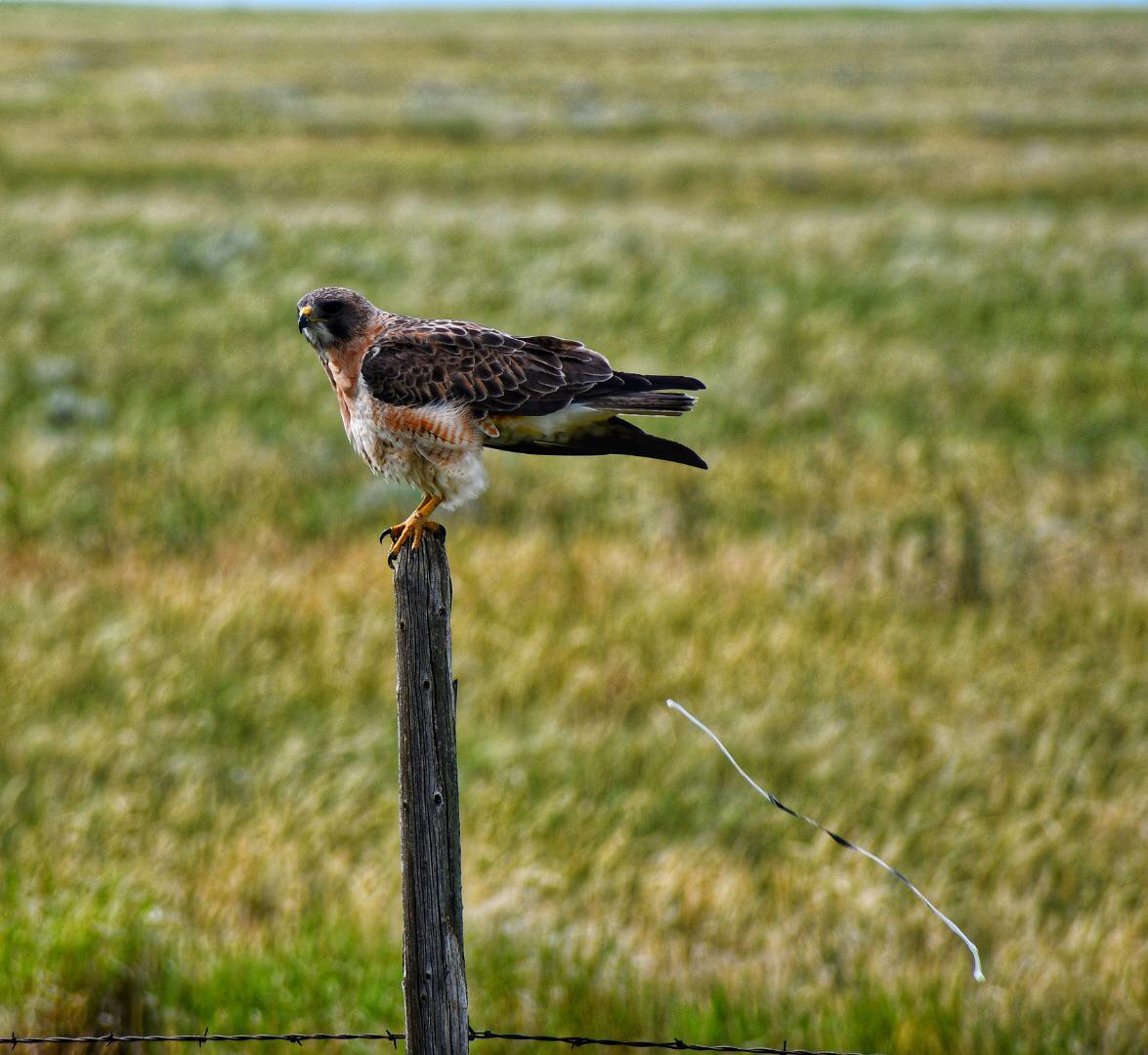 Caught s picture of a hawk mid shit | Scrolller