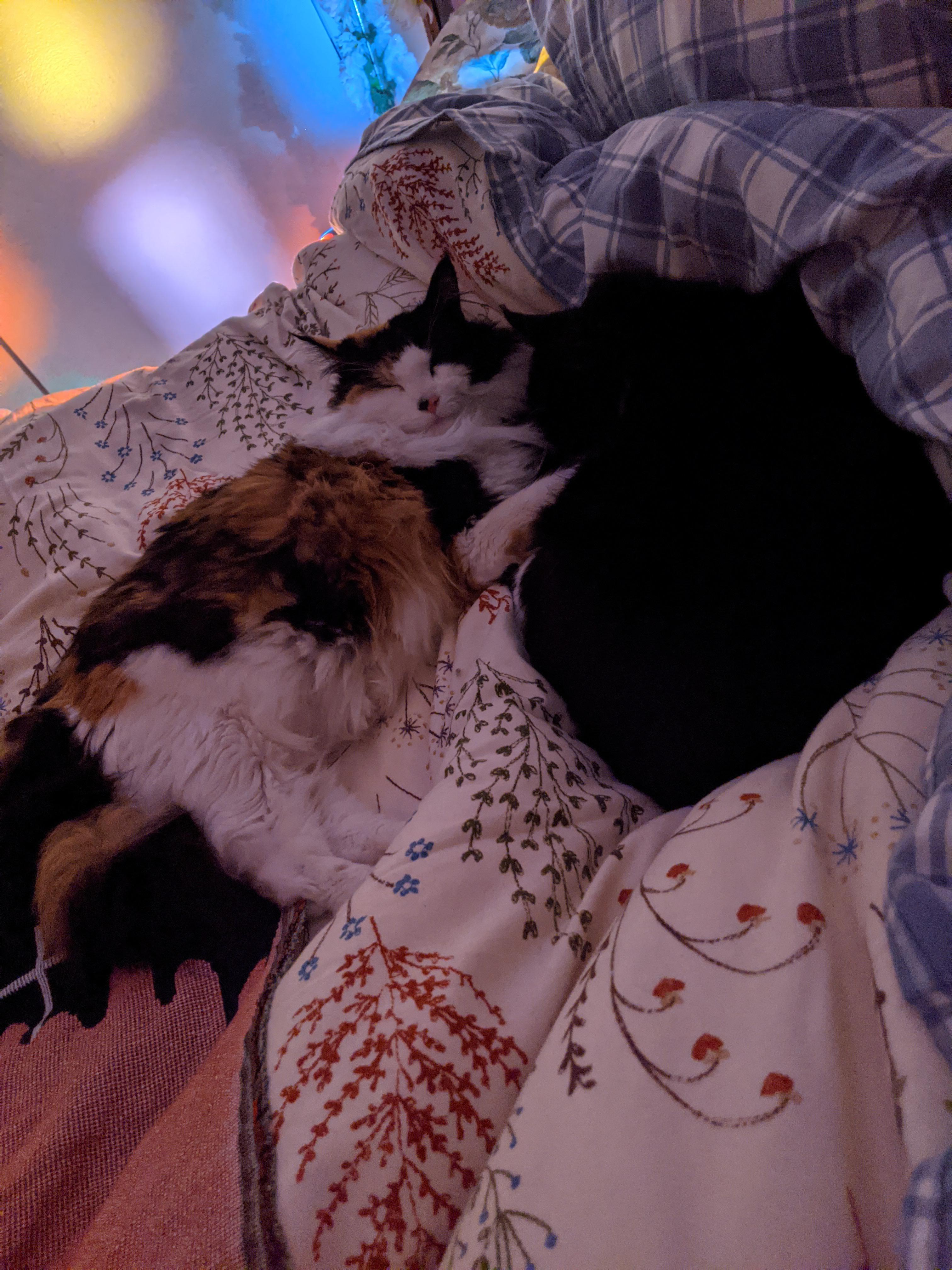 Caught the mortal enemies cuddling | Scrolller