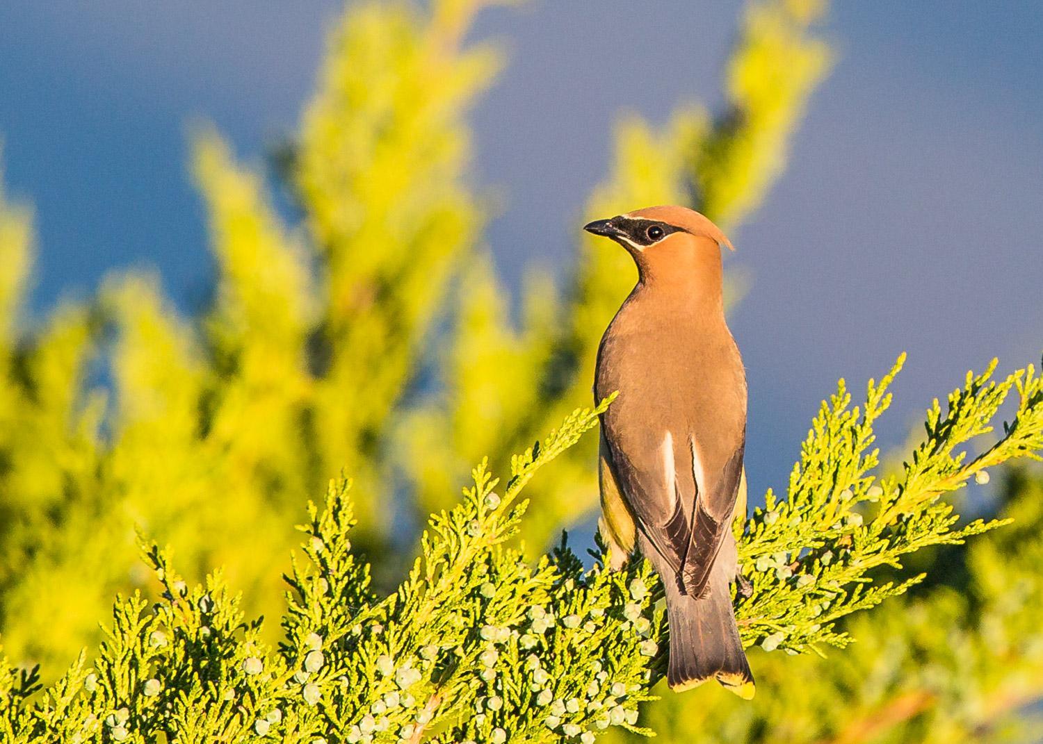 Cedar Waxwing | Scrolller
