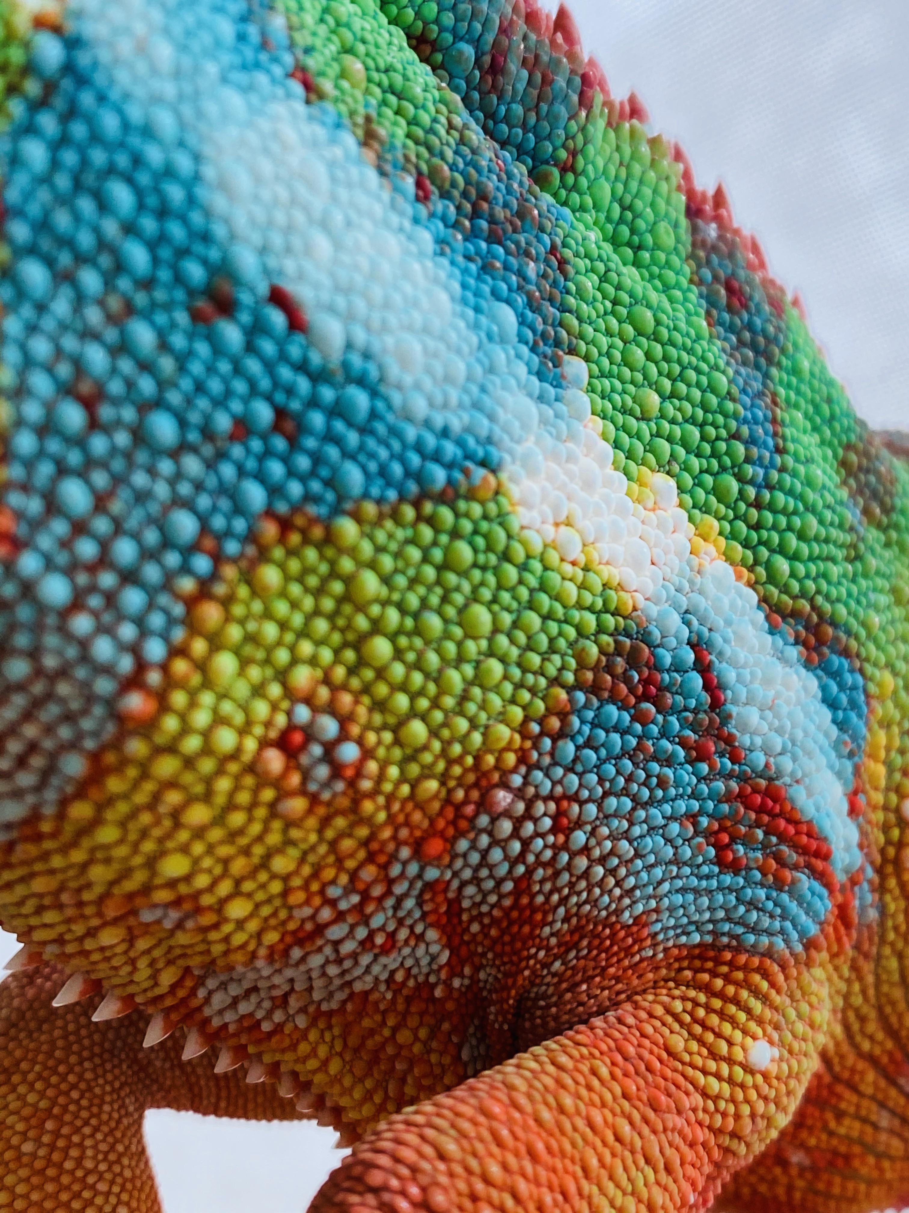 Chameleon skin close-up | Scrolller